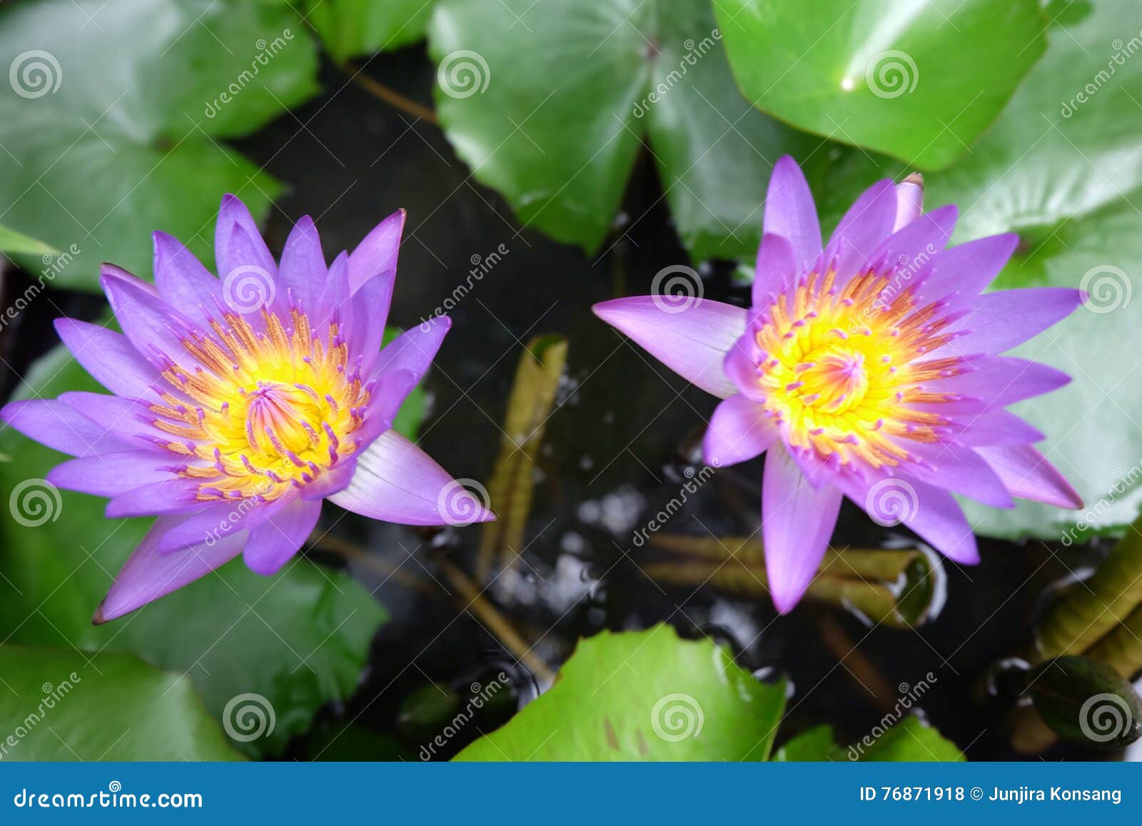 Lotus dos flores foto de archivo. Imagen de violeta, loto - 76871918