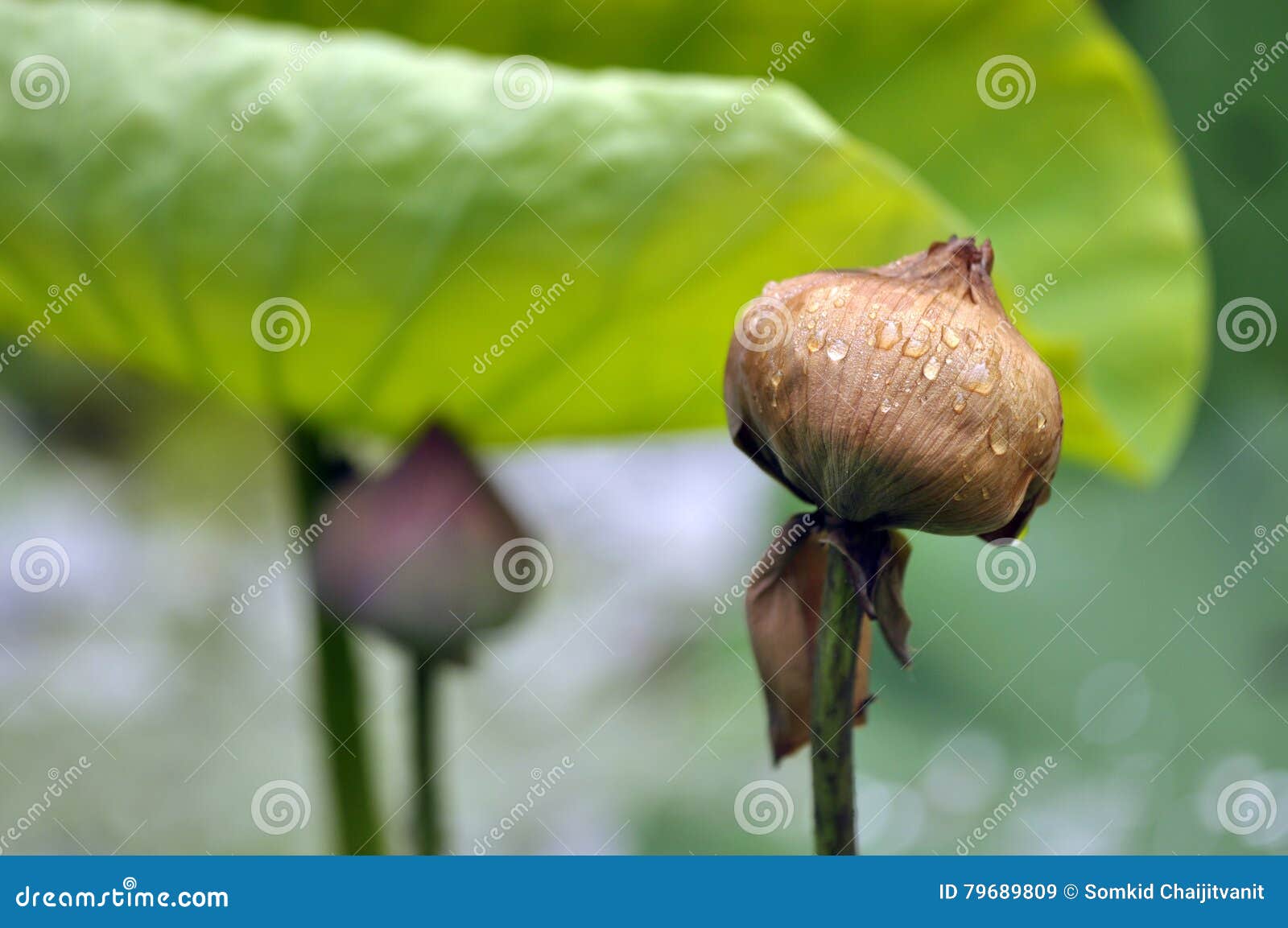 Lotus Dying,the Life Cycle of a Lotus Stock Image - Image of equipment ...