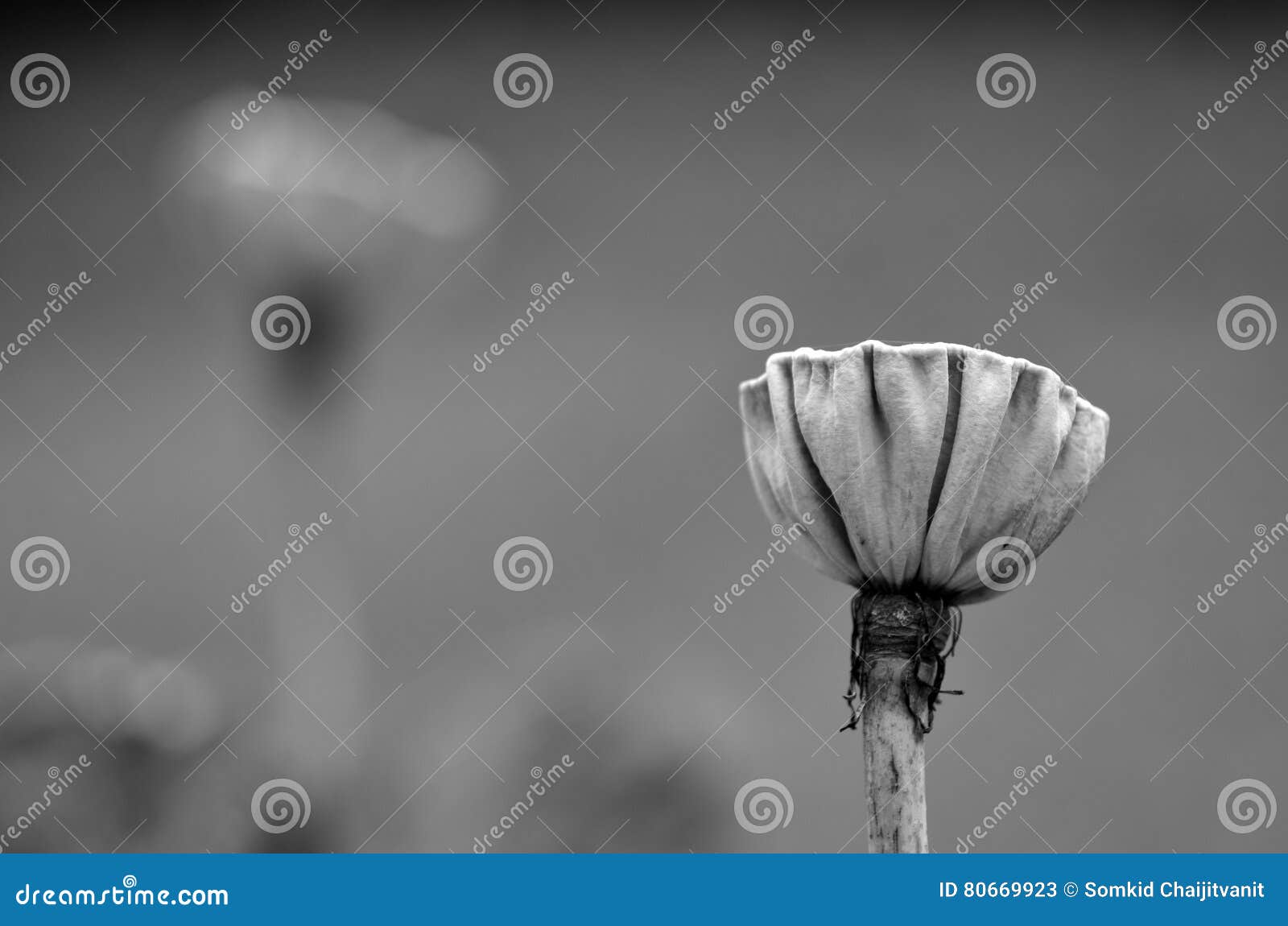 Lotus Dying, the Life Cycle of a Lotus Stock Image - Image of leaf ...