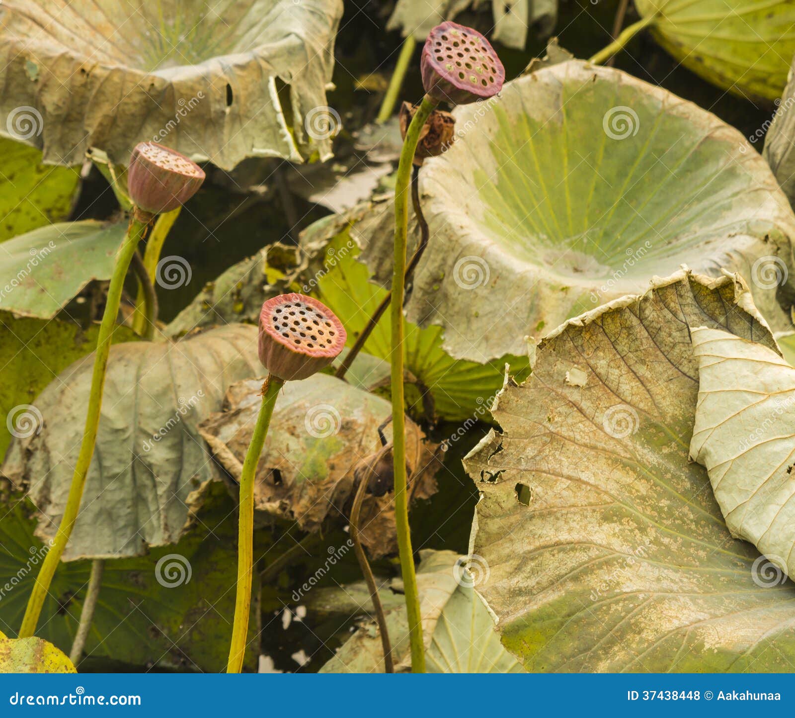 Lotus E Piante Di Loto Appassite Fotografia Stock - Immagine di stagno ...