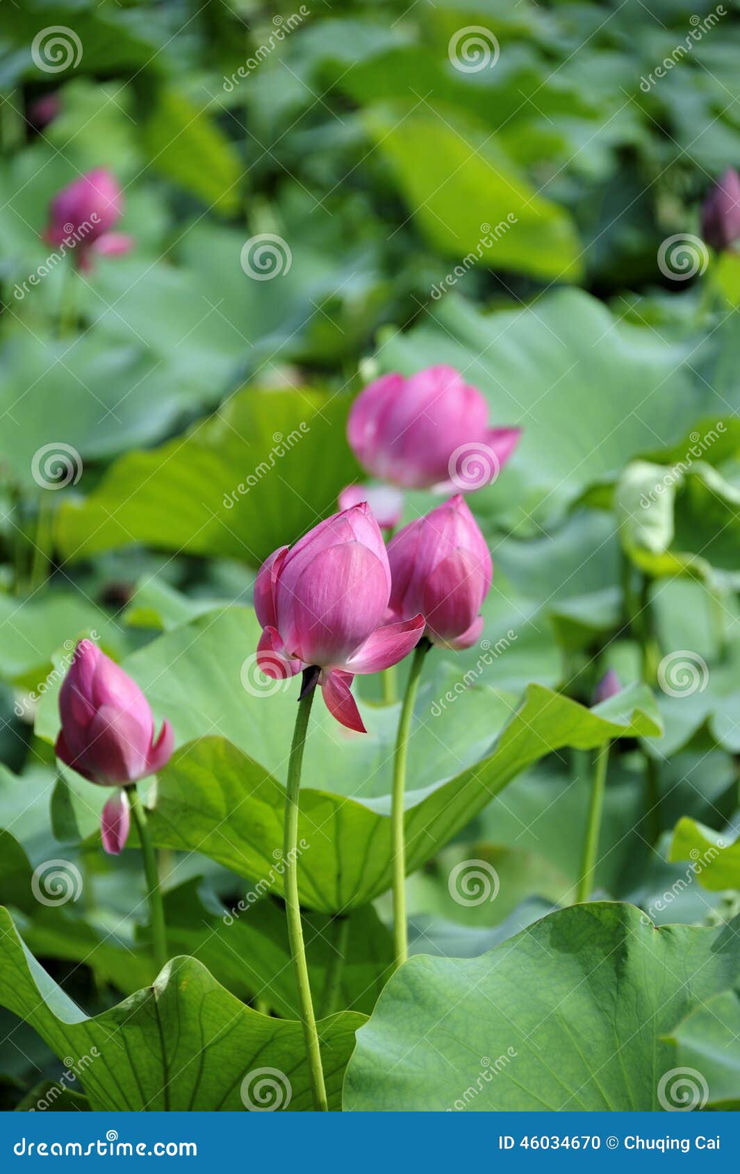Lotus in early puberty stock photo. Image of landscape - 46034670