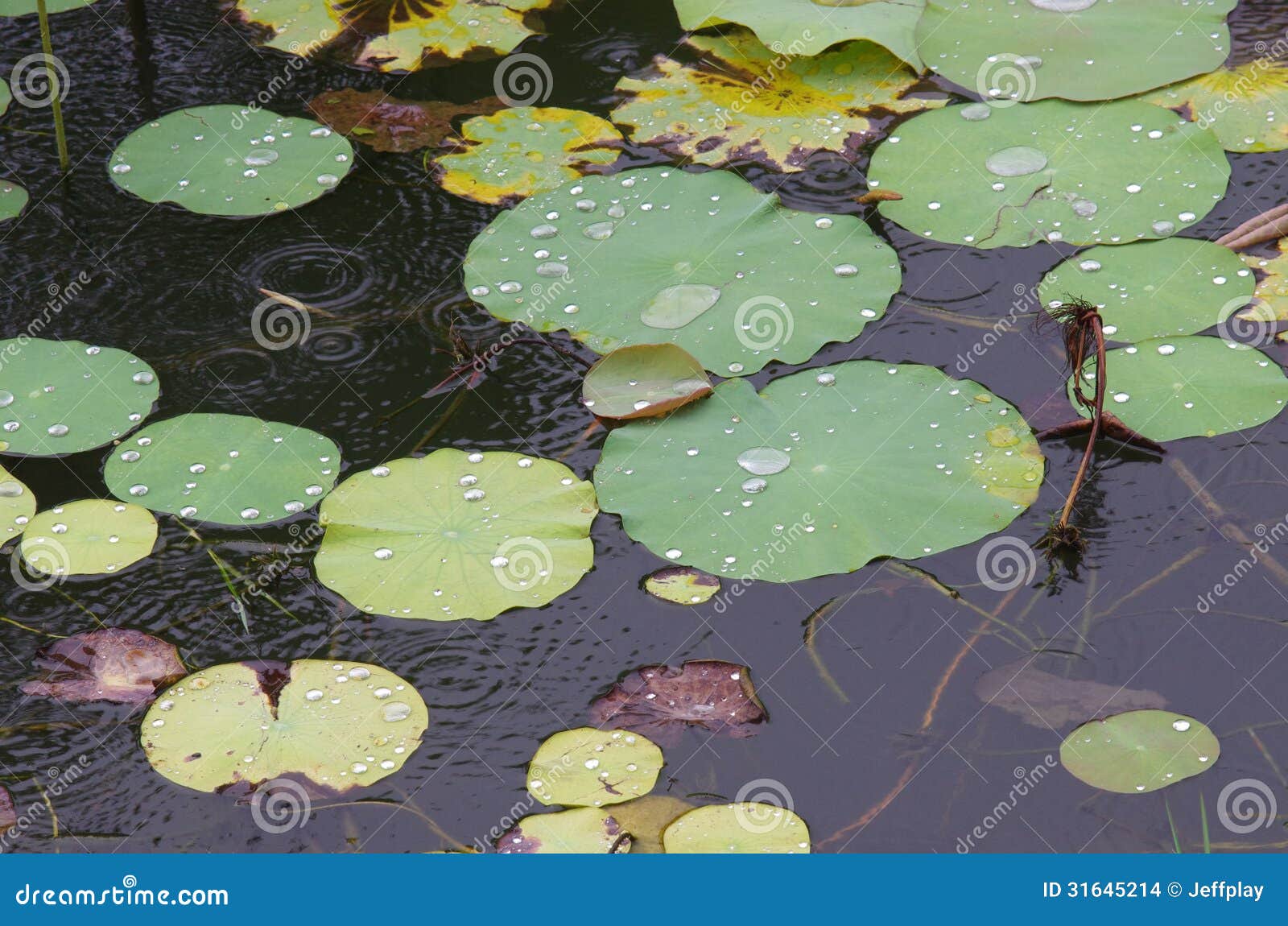 Lotus effect stock photo. Image of lotus, self, phenomenon - 31645214