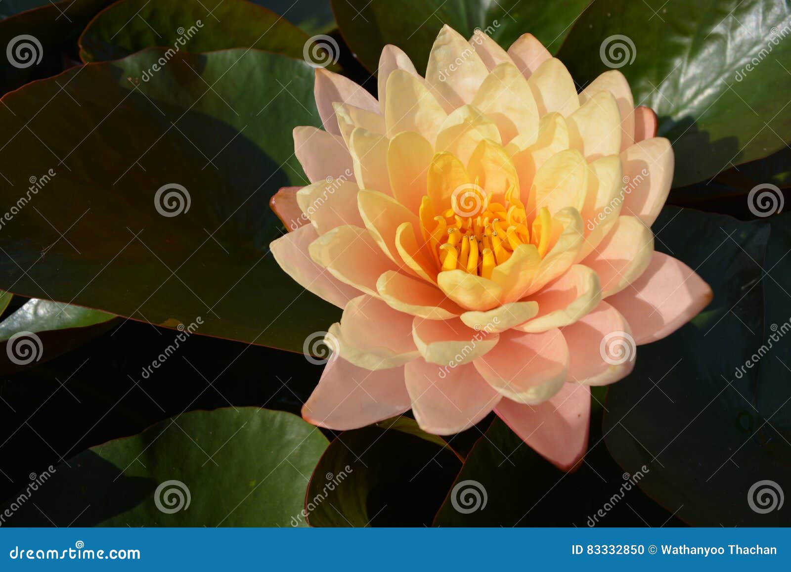 Lotus of enlightenment stock photo. Image of lotus, morning - 83332850