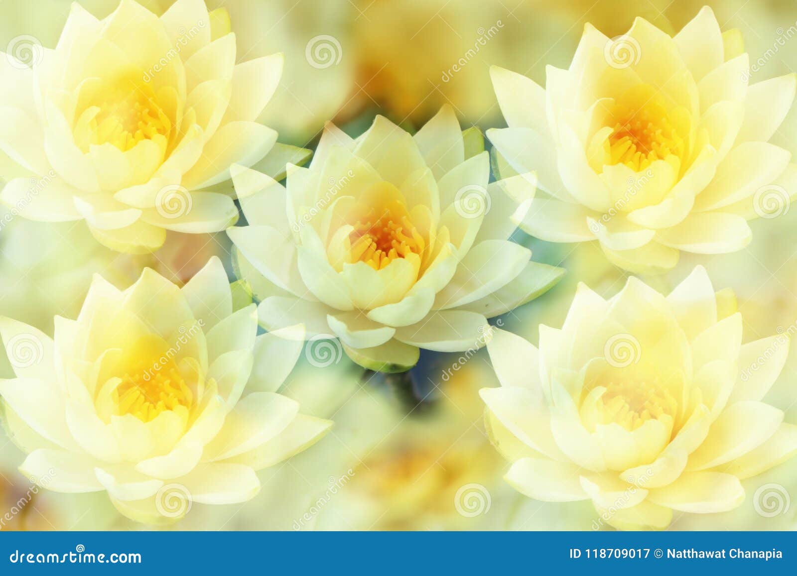 494 Faint Yellow Background Stock Photos - Free & Royalty-Free Stock ...