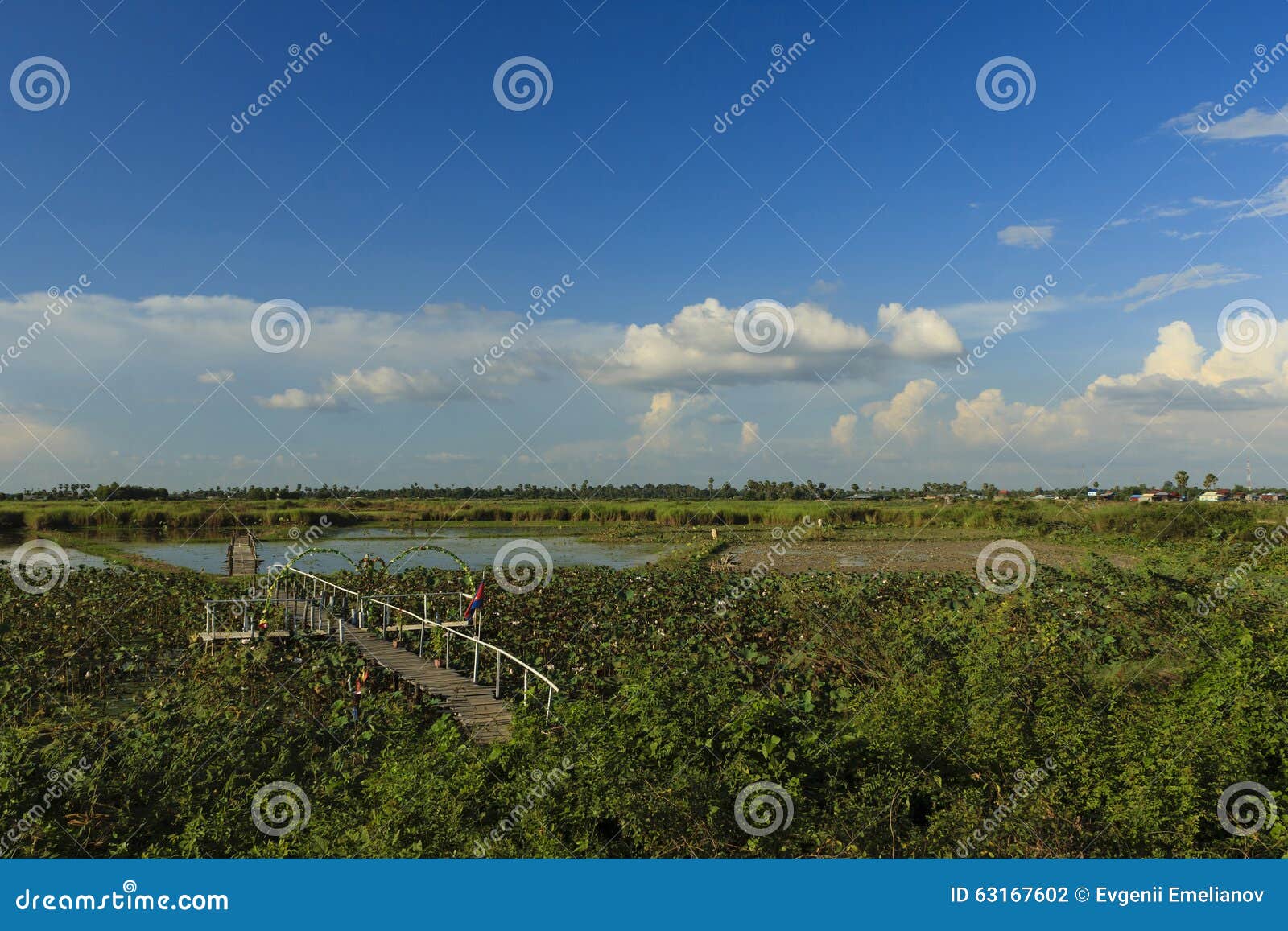 Lotus farm stock photo. Image of nature, panoramic, foliage - 63167602