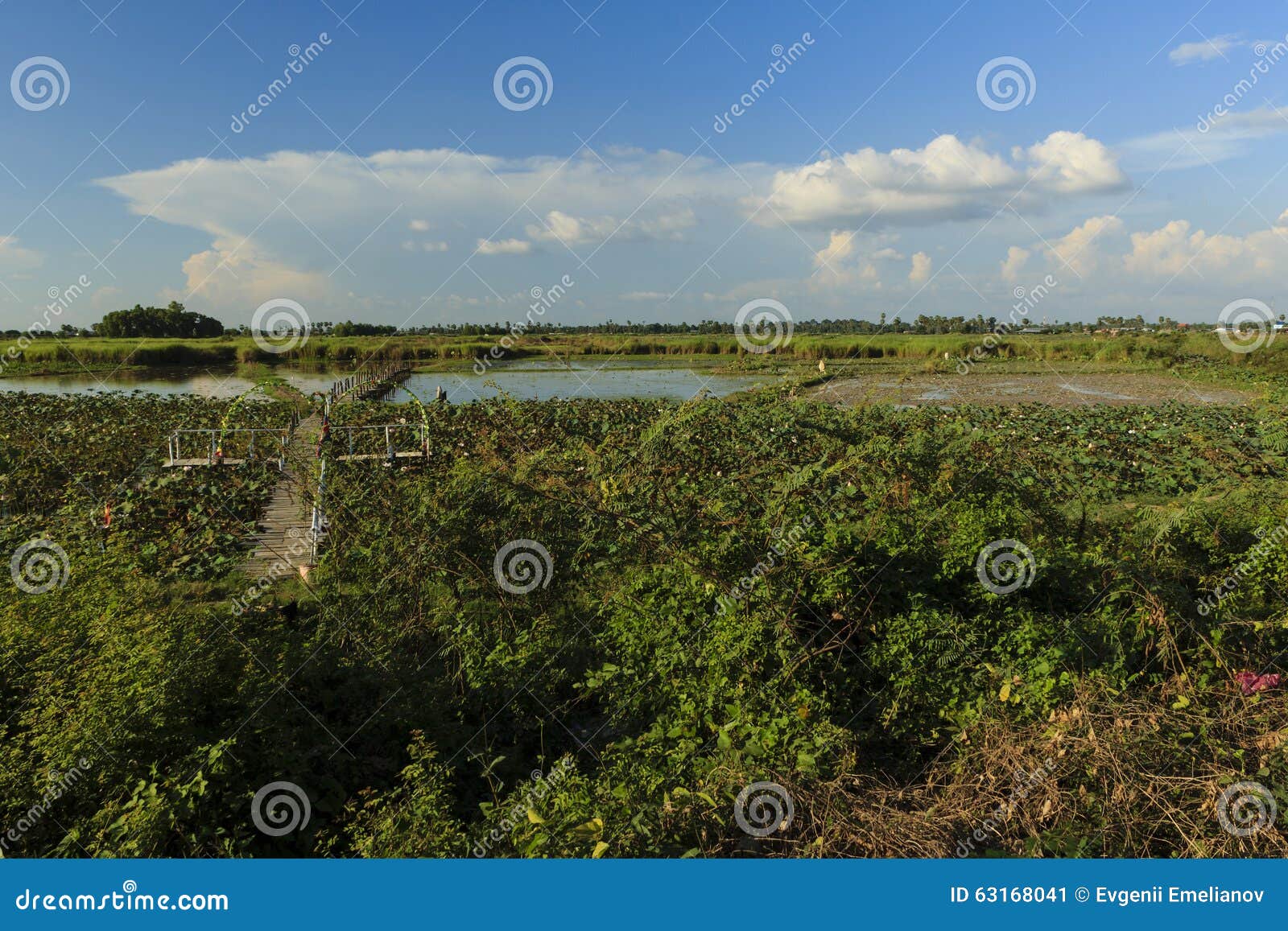 Lotus farm stock image. Image of lotus, nature, natural - 63168041