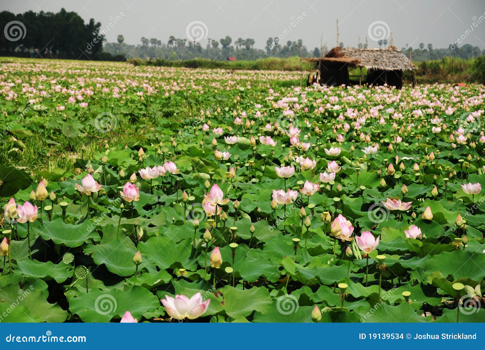Lotus field stock photo. Image of blue, hike, garden - 19139534