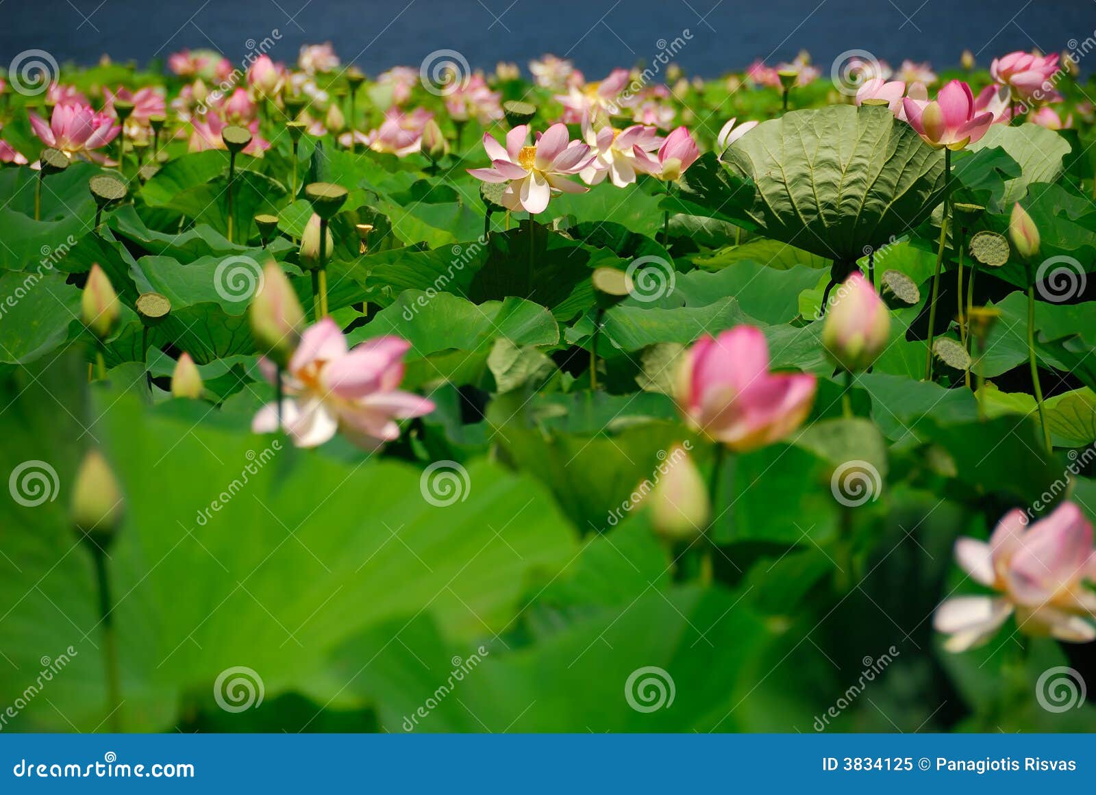 Lotus field stock image. Image of nature, blossoms, green - 3834125