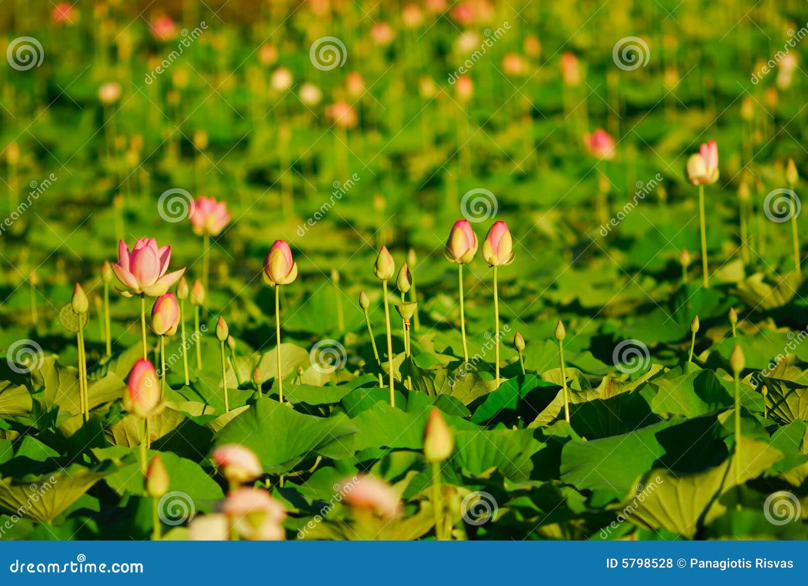 Lotus field stock photo. Image of leaves, green, plants - 5798528