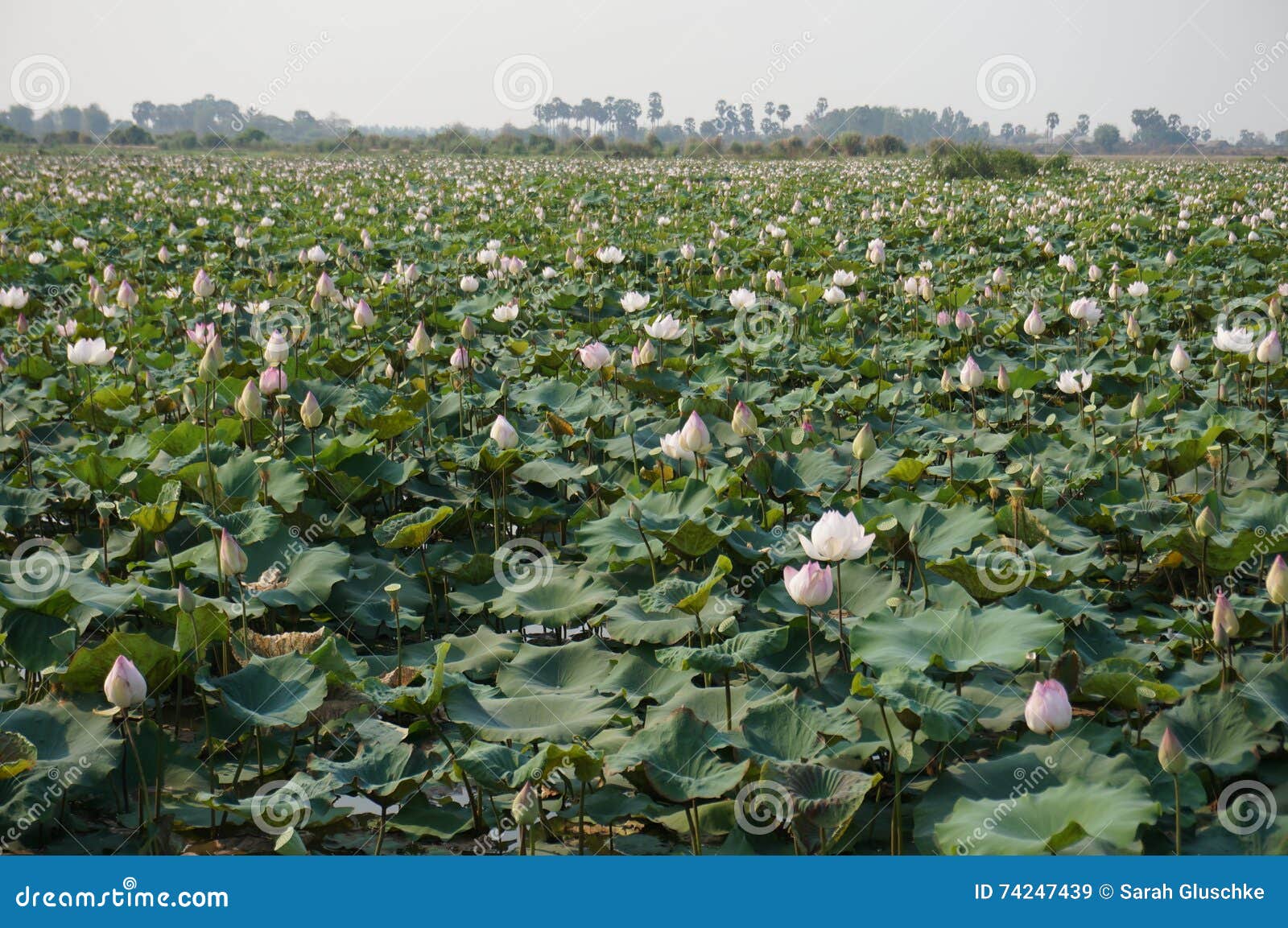Lotus Field image stock. Image du forêt, complètement - 74247439