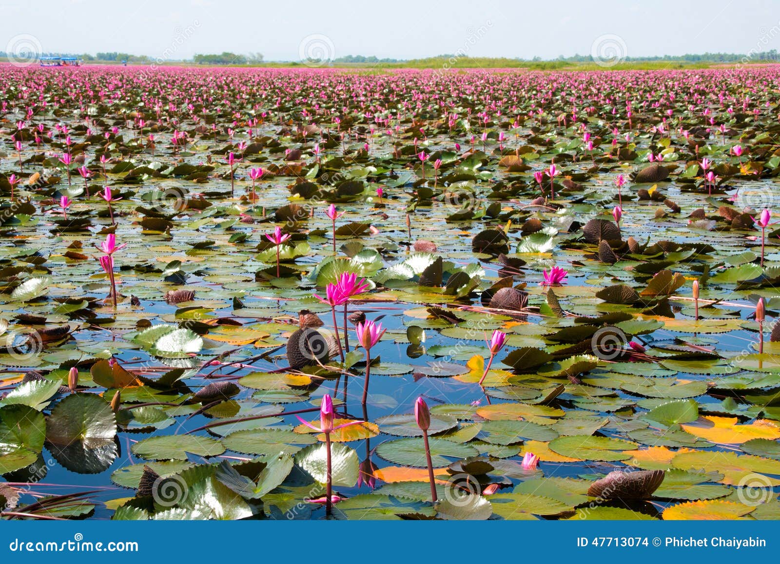 Lotus field stock photo. Image of natural, landscape - 47713074