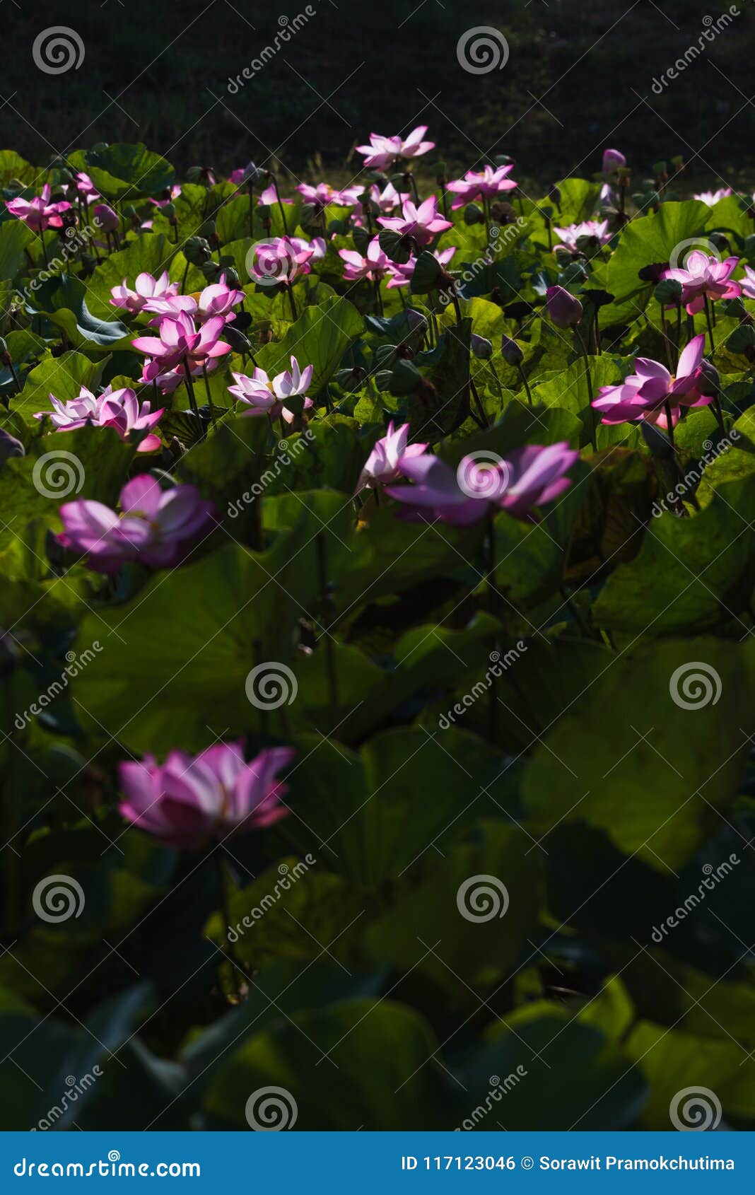 Lotus in the field stock photo. Image of park, plant - 117123046