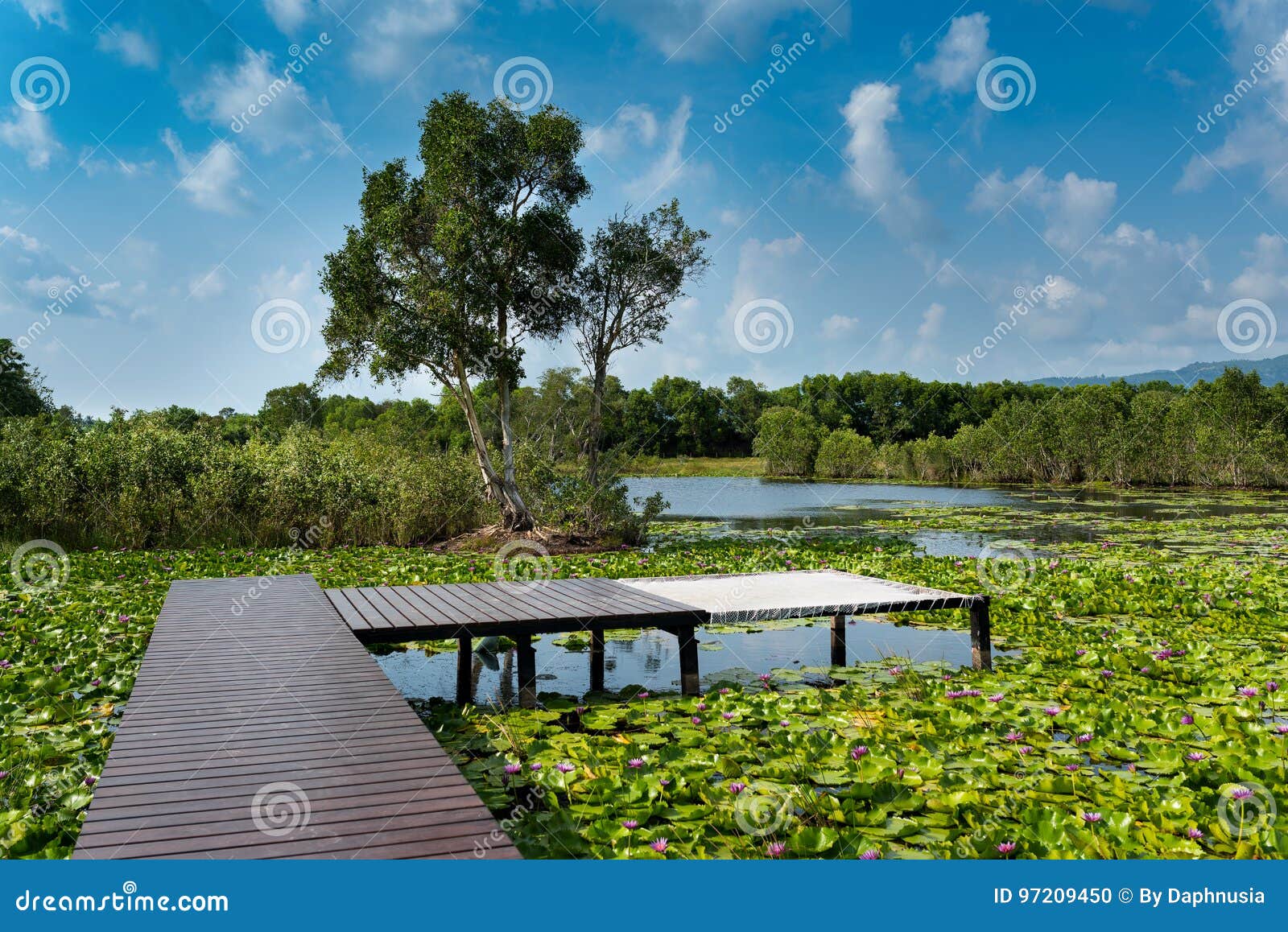 Lotus field stock photo. Image of lake, river, pier, leaf - 97209450