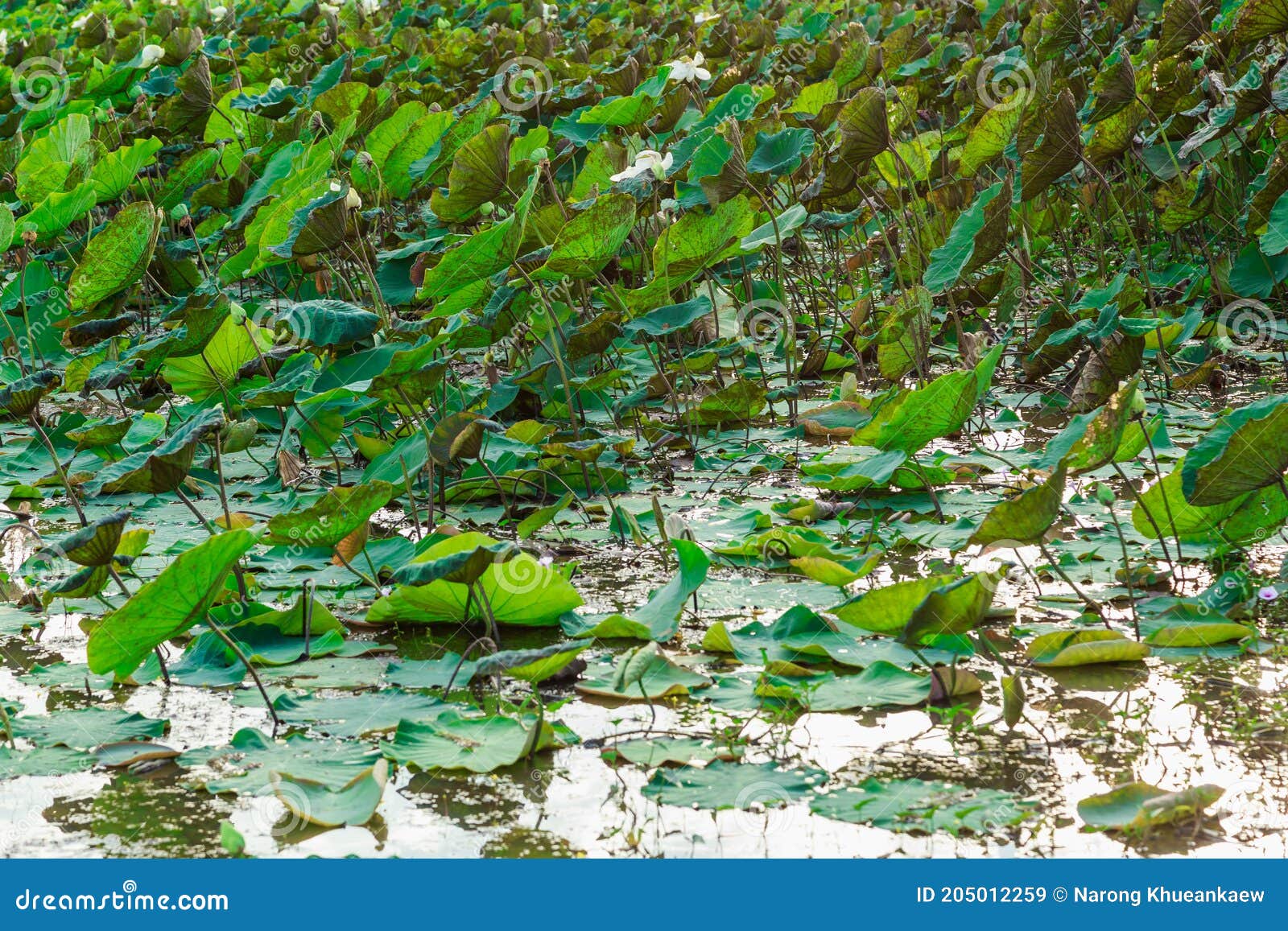 Lotus fields by the river stock image. Image of bloom - 205012259