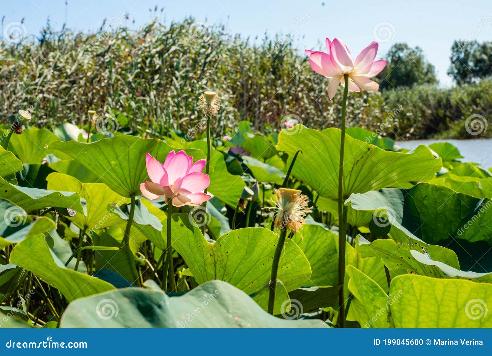 Lotus fields on the river stock photo. Image of botany - 199045600