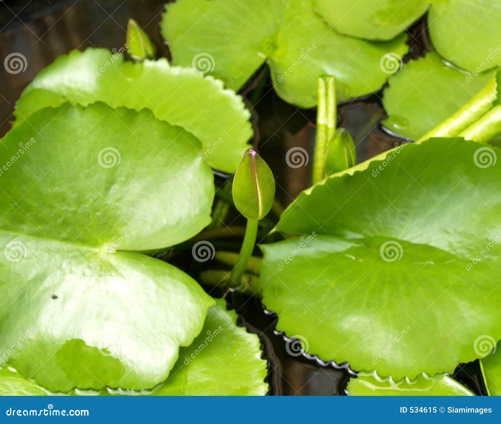 Lotus flower 05 stock image. Image of asia, tropical, lilac - 534615