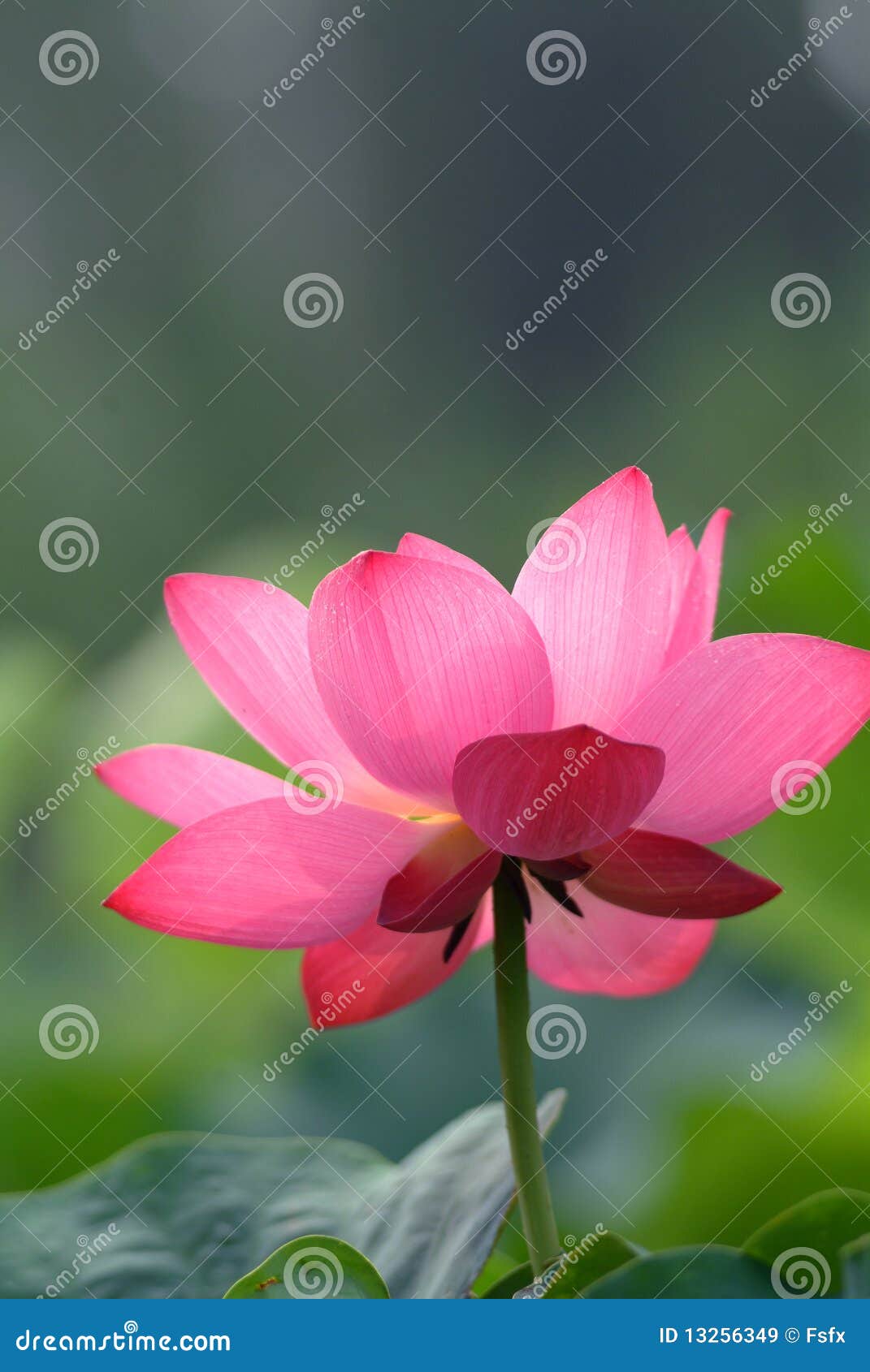 163 Beetle Lotus Photos - Free & Royalty-Free Stock Photos from Dreamstime