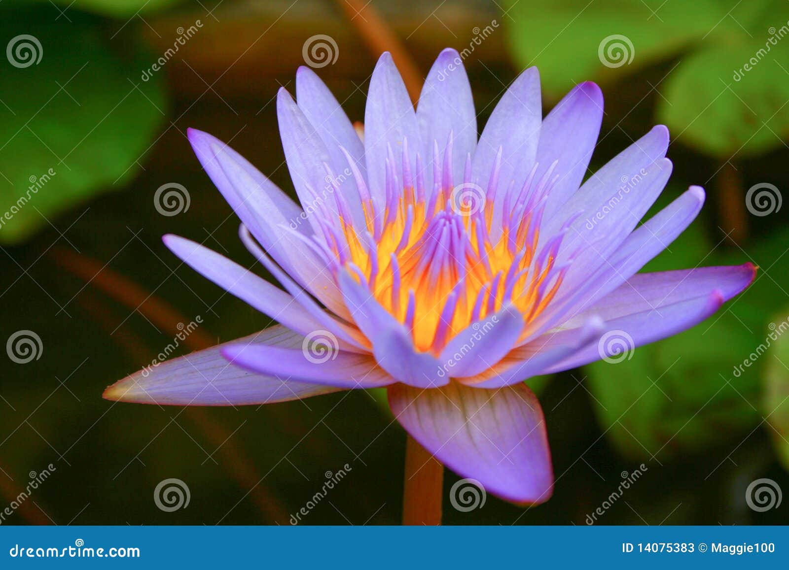 Lotus flower stock image. Image of loyus, leaves, flower - 14075383