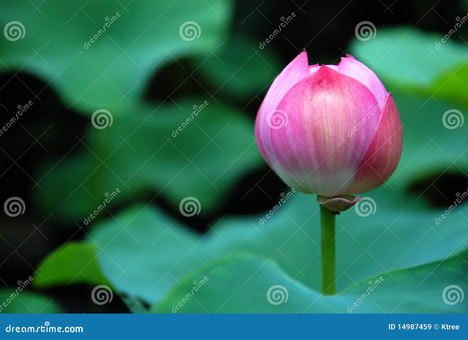 380 Lavender Lotus Flower Stock Photos - Free & Royalty-Free Stock ...