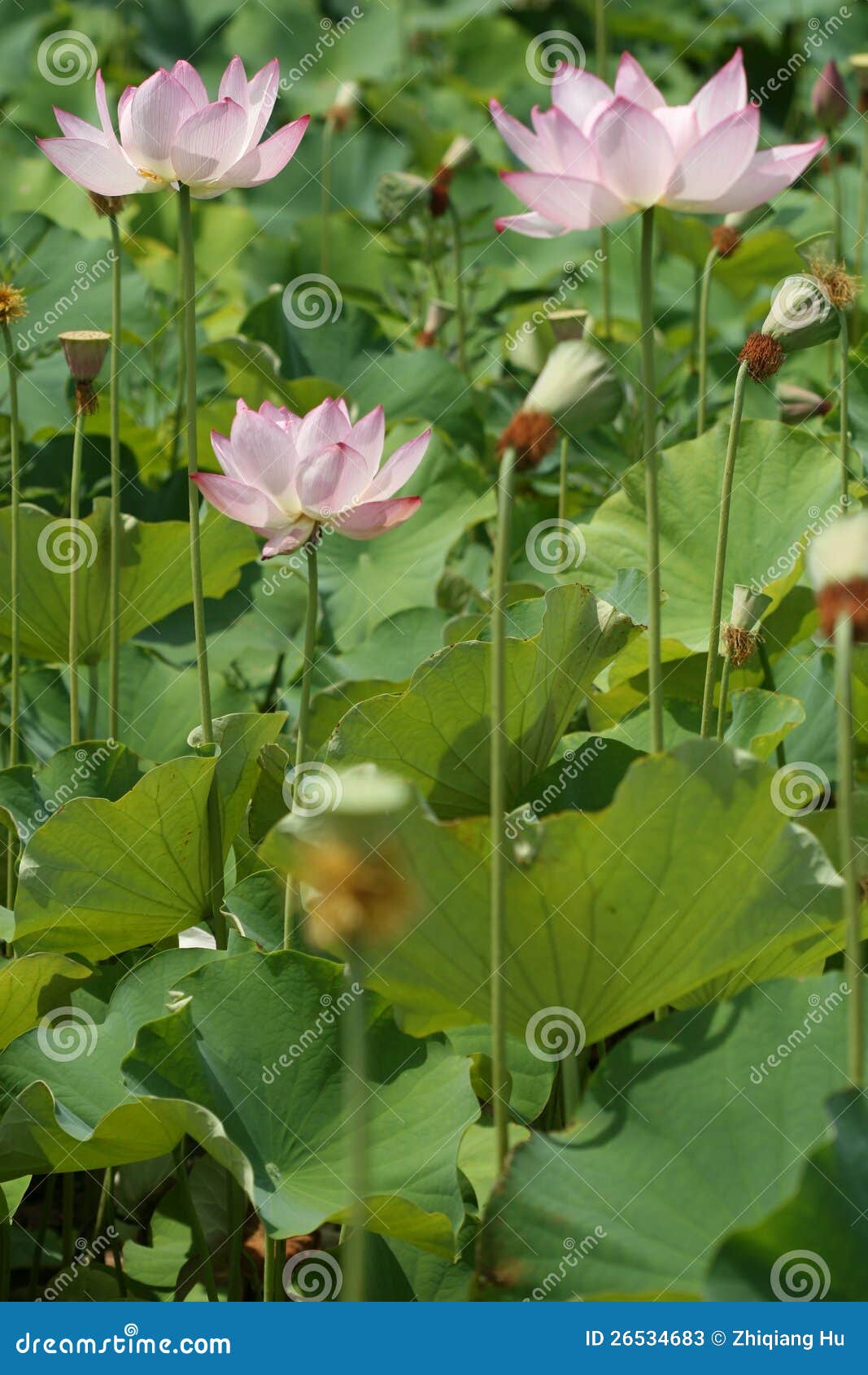 Lotus flower stock image. Image of scene, natural, single - 26534683