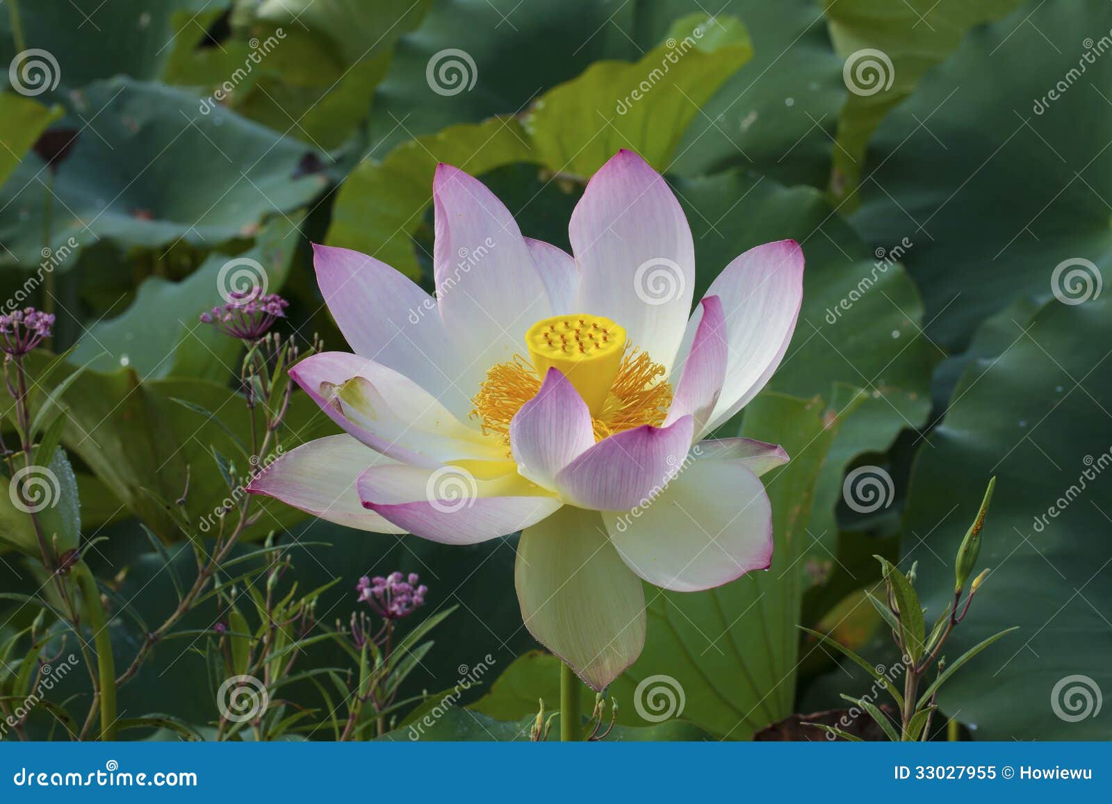Lotus Flower imagen de archivo. Imagen de colombia, agua - 33027955