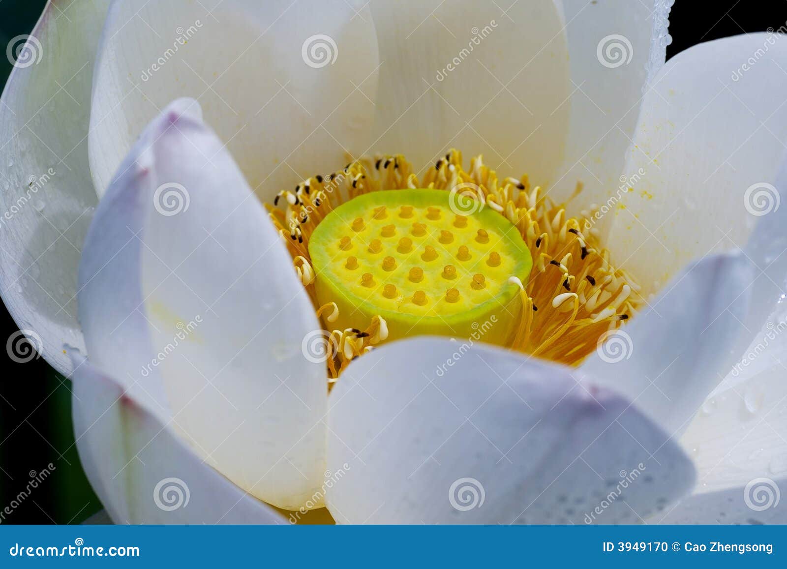 Lotus flower stock photo. Image of flower, stamen, pretty - 3949170