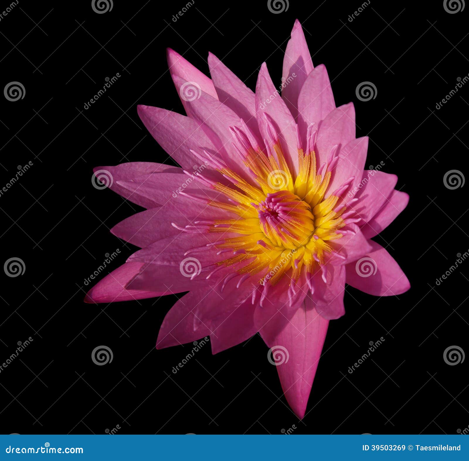 Lotus Flower immagine stock. Immagine di esotico, modello - 39503269