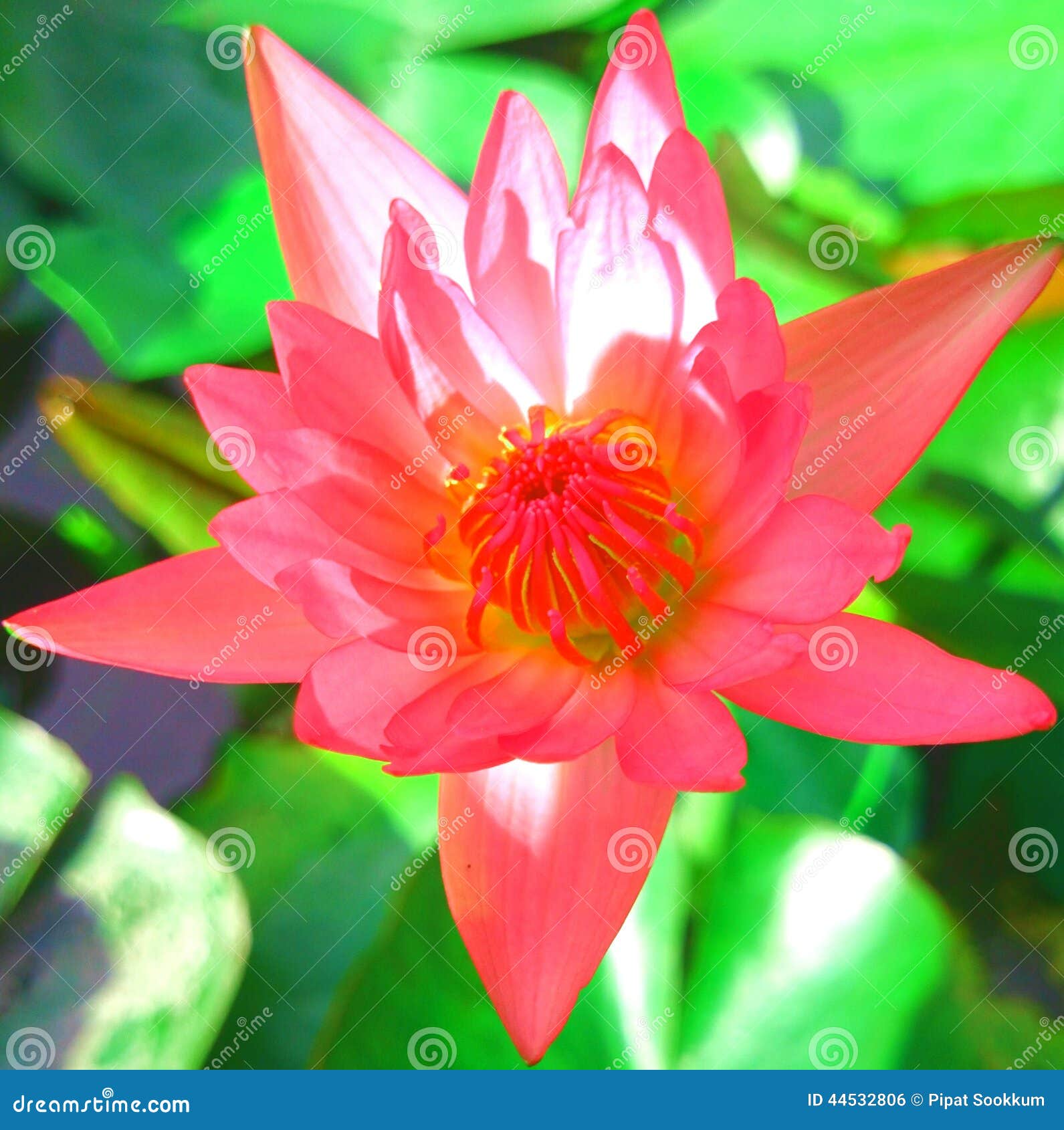 Lotus stock photo. Image of mylook, lotus, nice, flower - 44532806