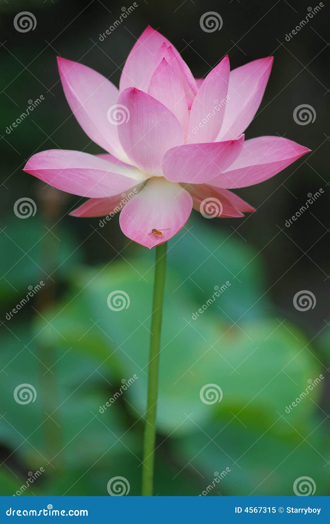 Lotus flower stock image. Image of flowers, asia, biology - 4567315