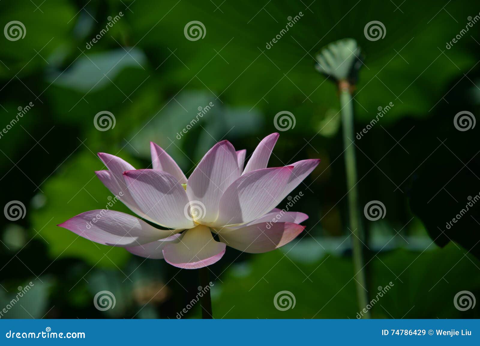 A Lotus Flower Along with a Lotus Root in Same Frame Stock Image ...