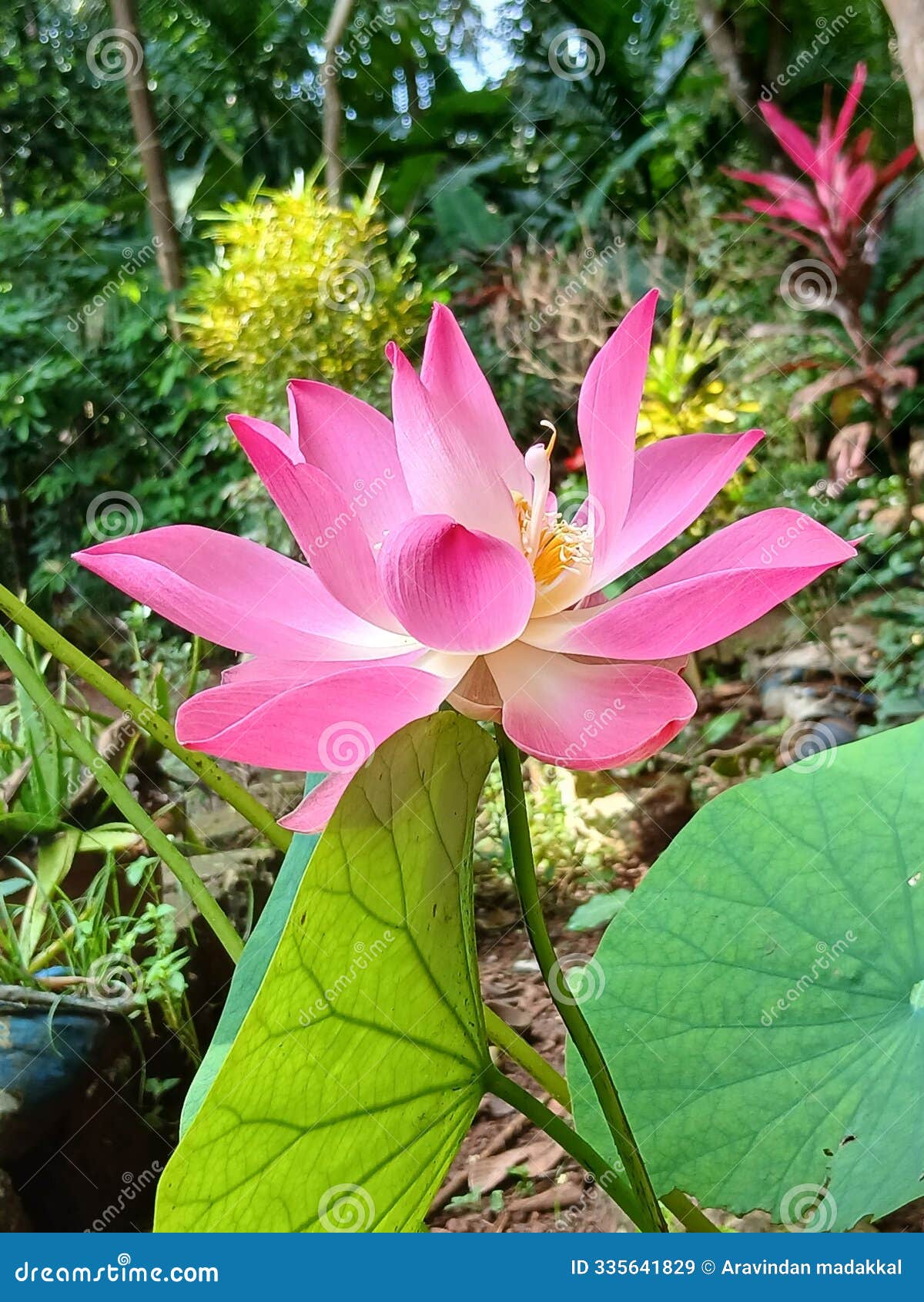 Lotus Flower Aquatic Nucifera Aquatic Indian Lotus Stock Image - Image ...