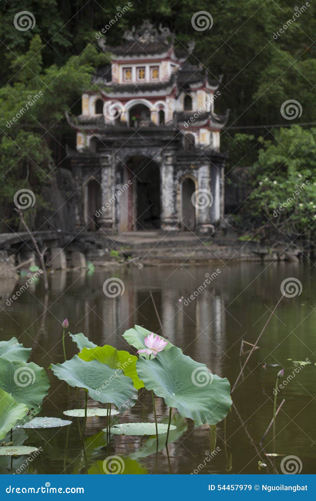 Lotus flower in Asia stock image. Image of plants, peace - 54457979