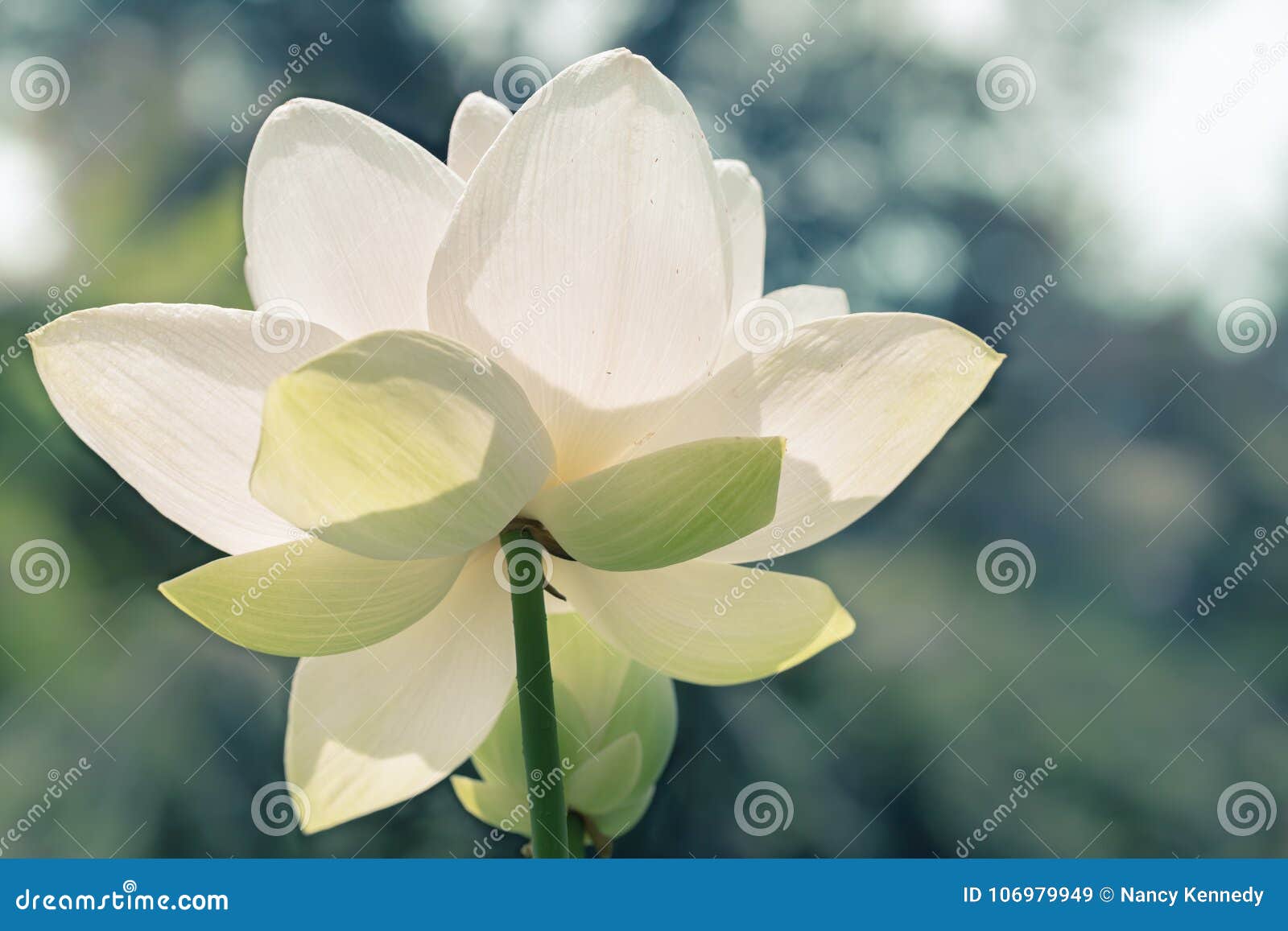 Lotus Flower stock image. Image of backlit, white, garden - 106979949