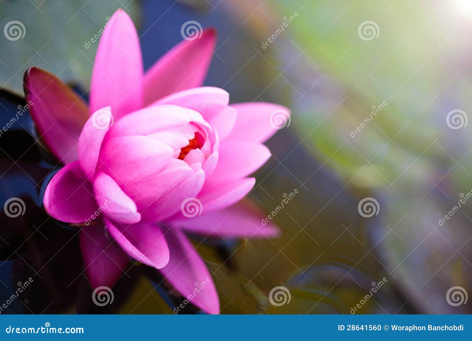Lotus flower background stock photo. Image of concept - 28641560