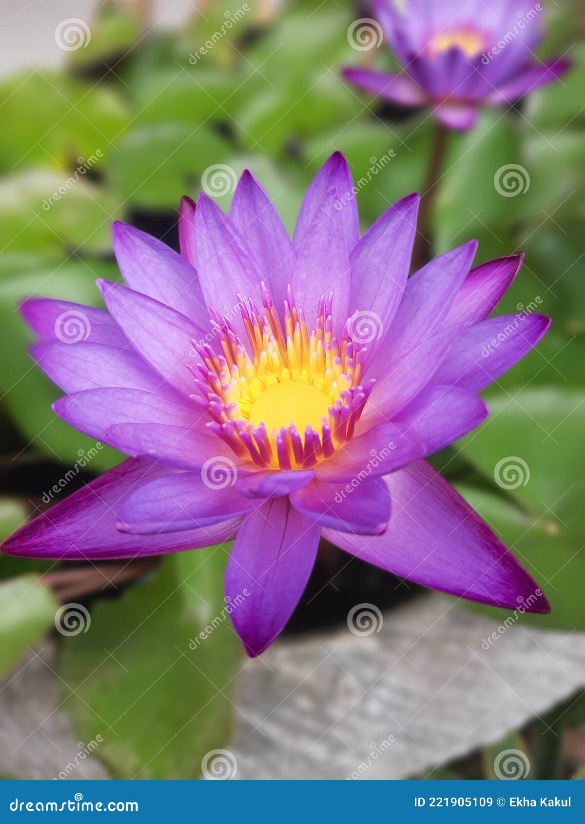 Lotus flower in bali stock image. Image of lotus, bali - 221905109