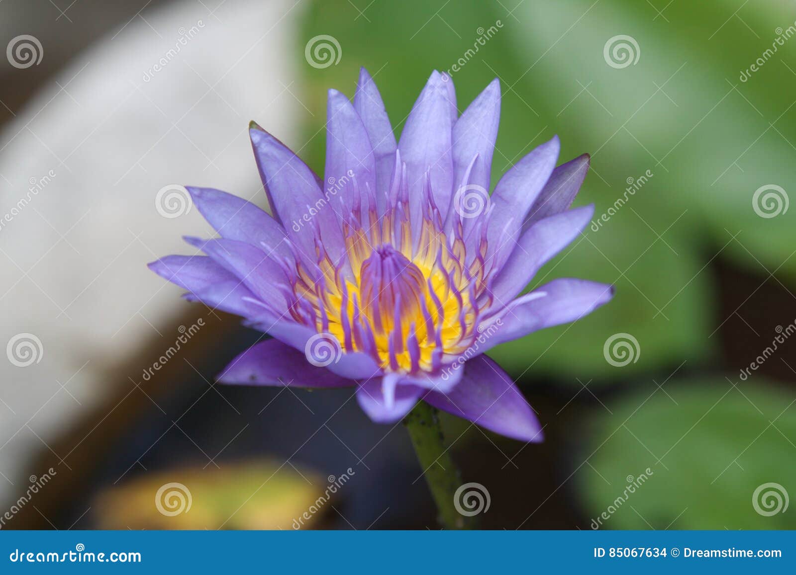 Lotus flower stock photo. Image of water, bali, asia - 85067634