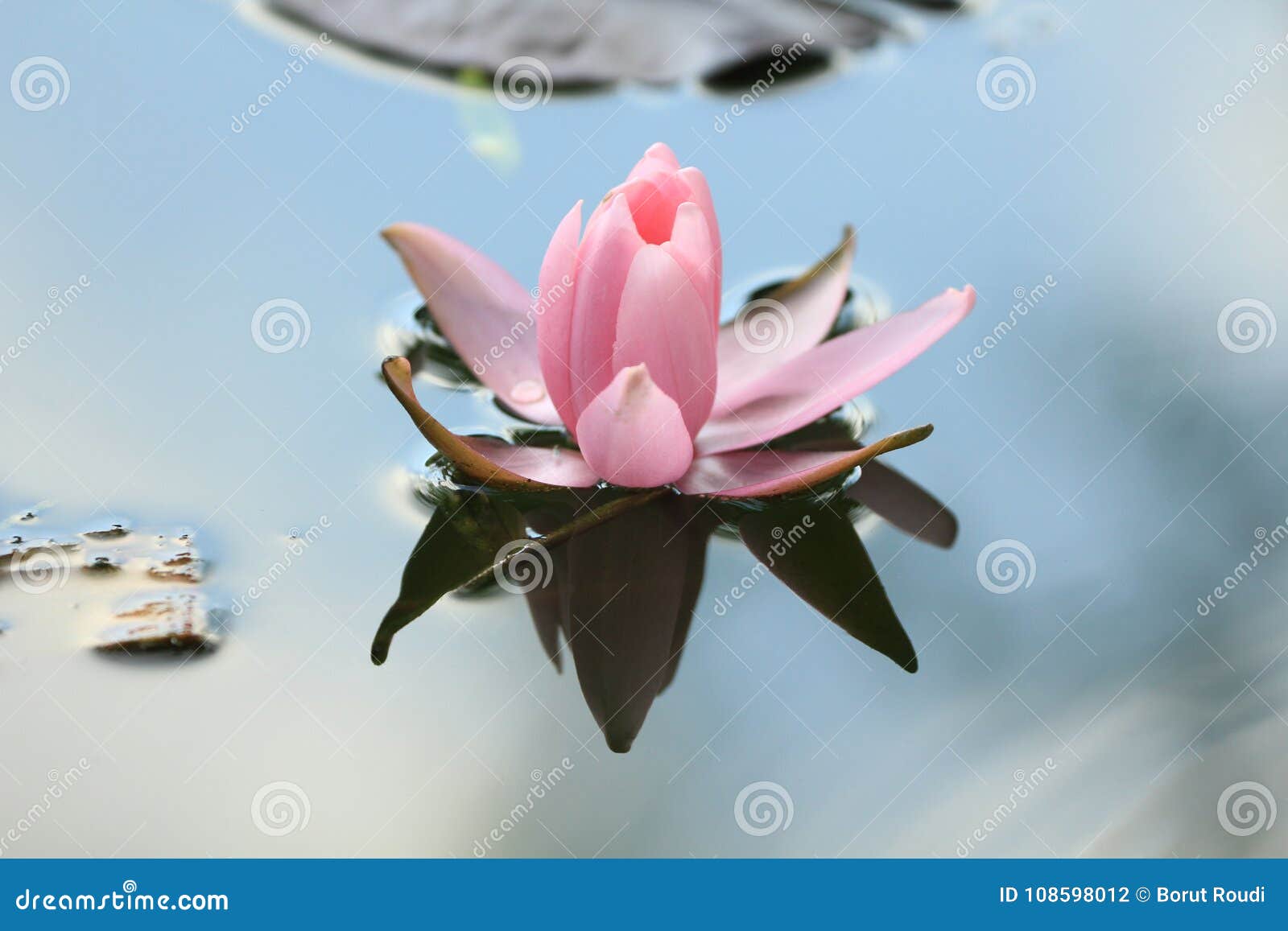 Lotus Flower in Beautiful Nature Stock Photo - Image of root ...