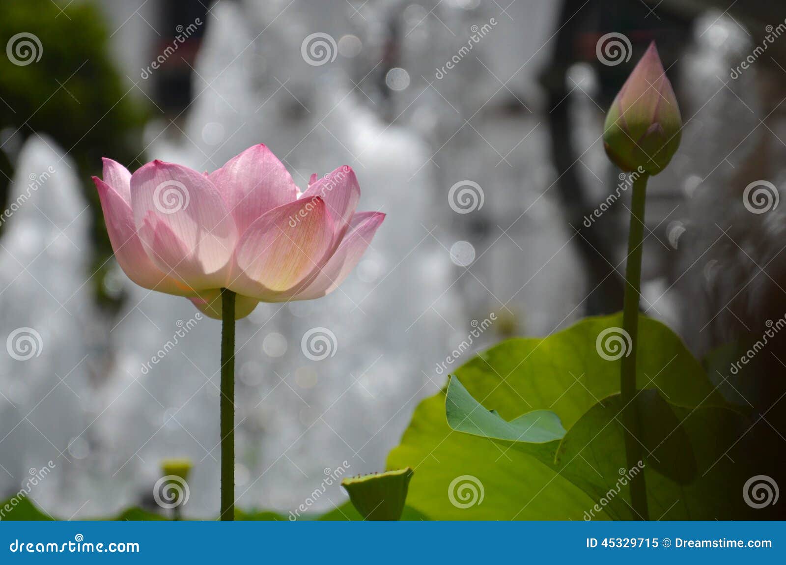 210 Lotus Flower Shoot Stock Photos - Free & Royalty-Free Stock Photos ...