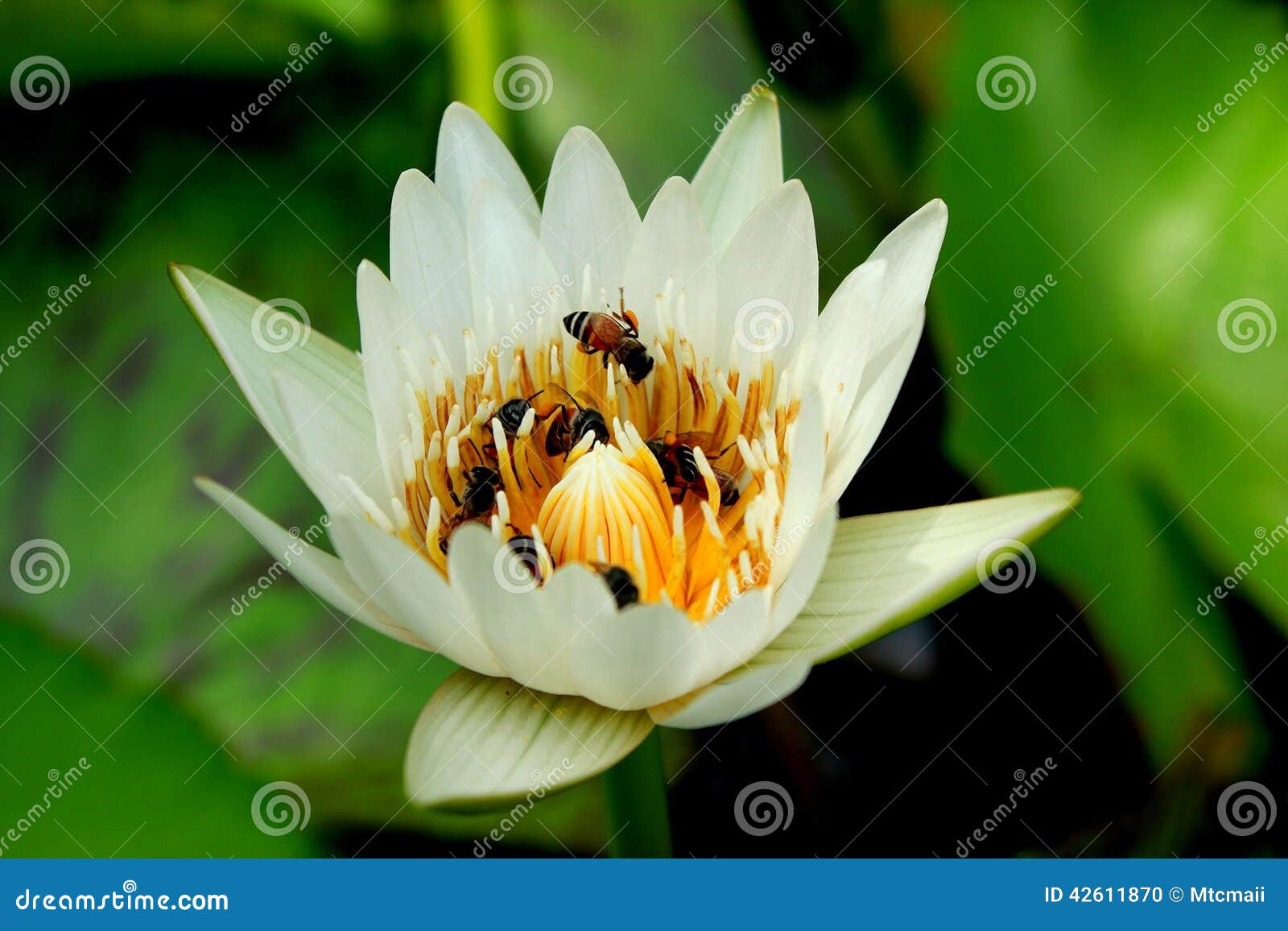 Lotus stock photo. Image of lotus, petal, nature, wildflower - 42611870