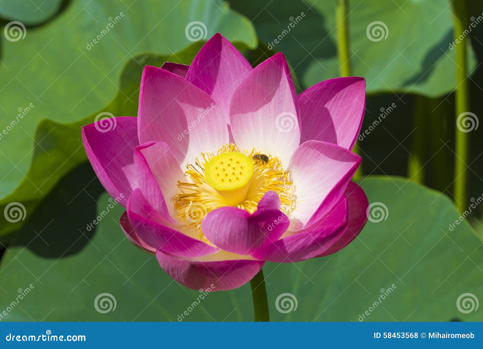 Lotus flower and the bee stock photo. Image of floral - 58453568