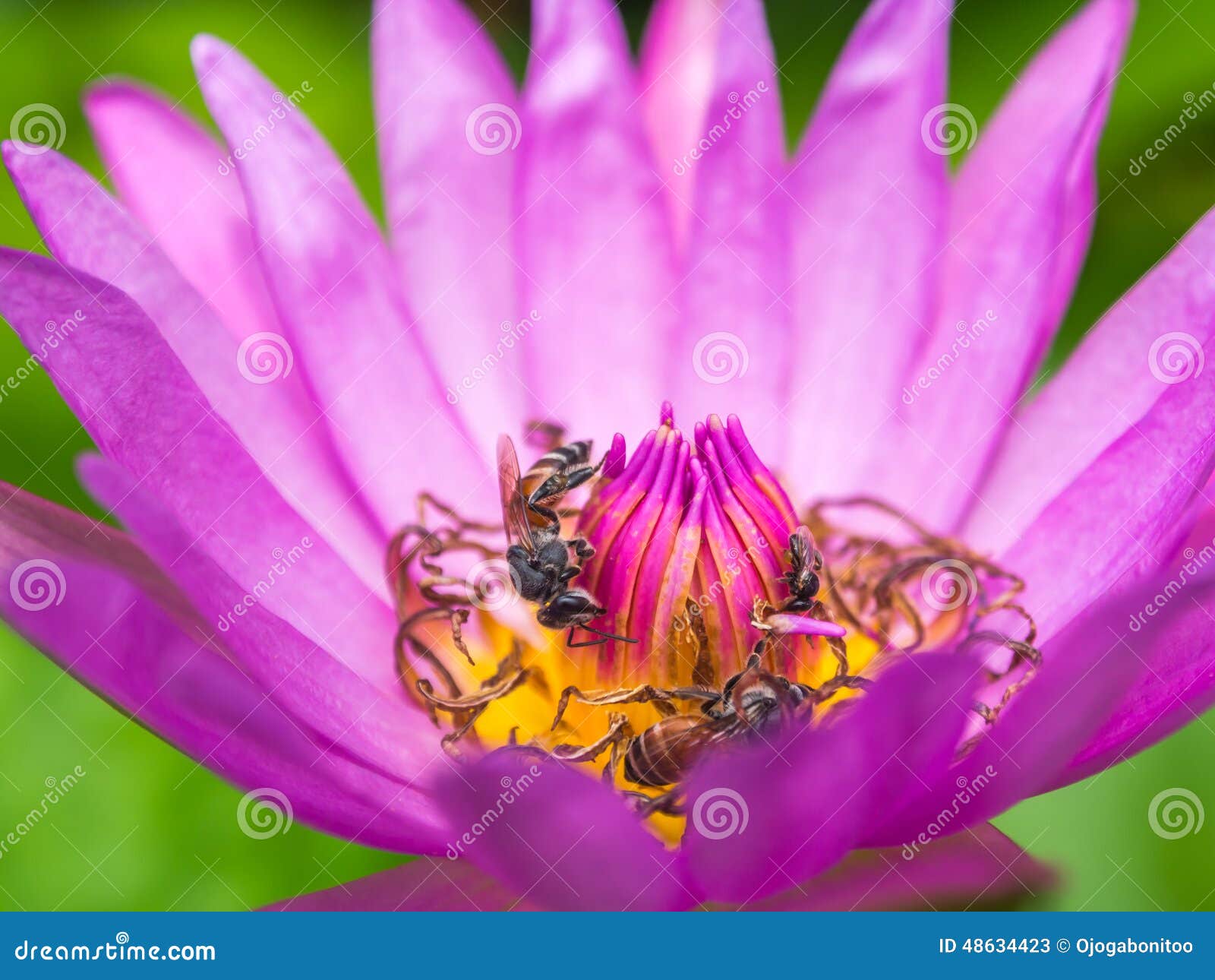 Lotus flower and bee stock image. Image of purple, pink - 48634423