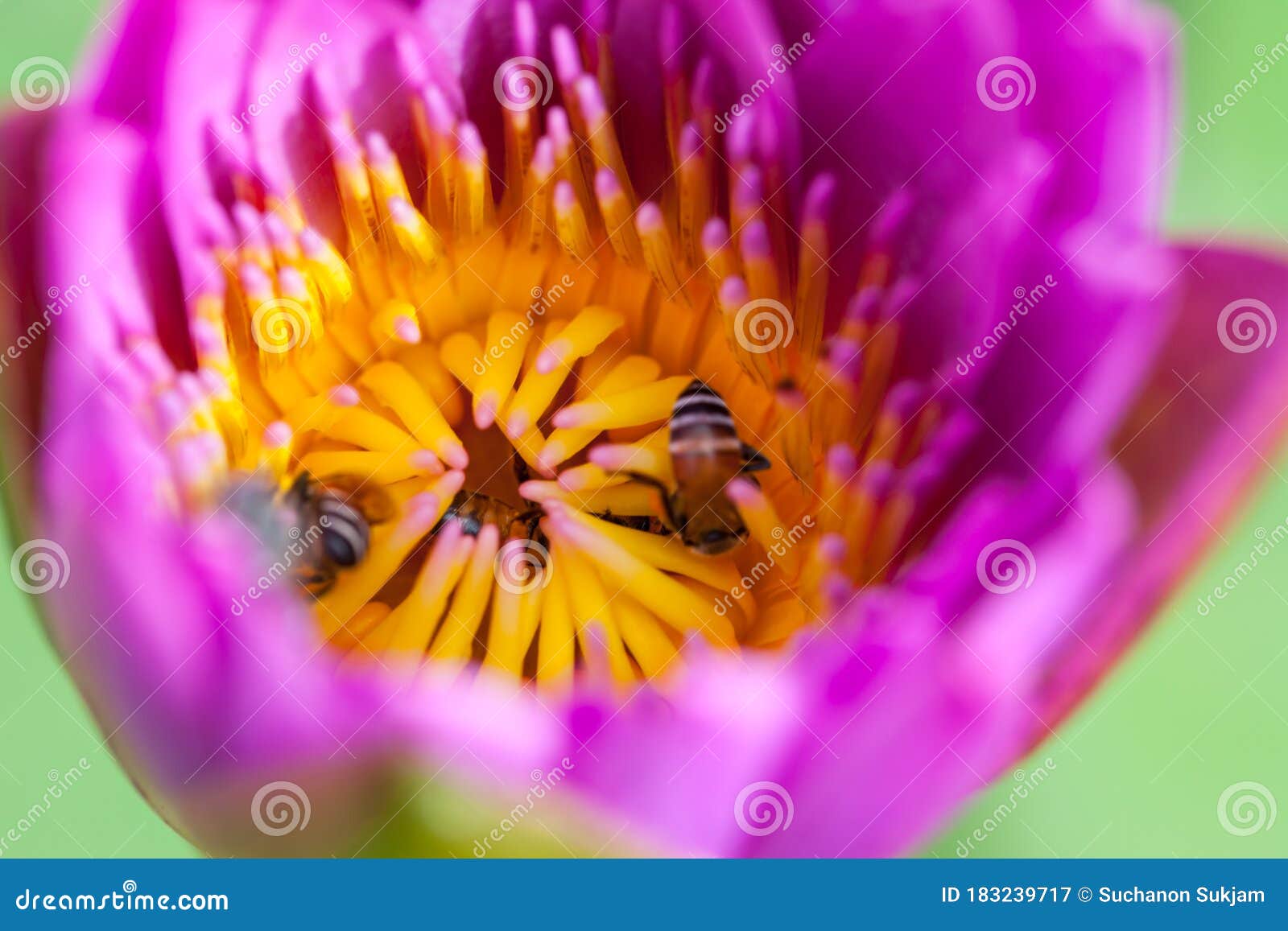Lotus flower and bee stock image. Image of garden, blooming - 183239717