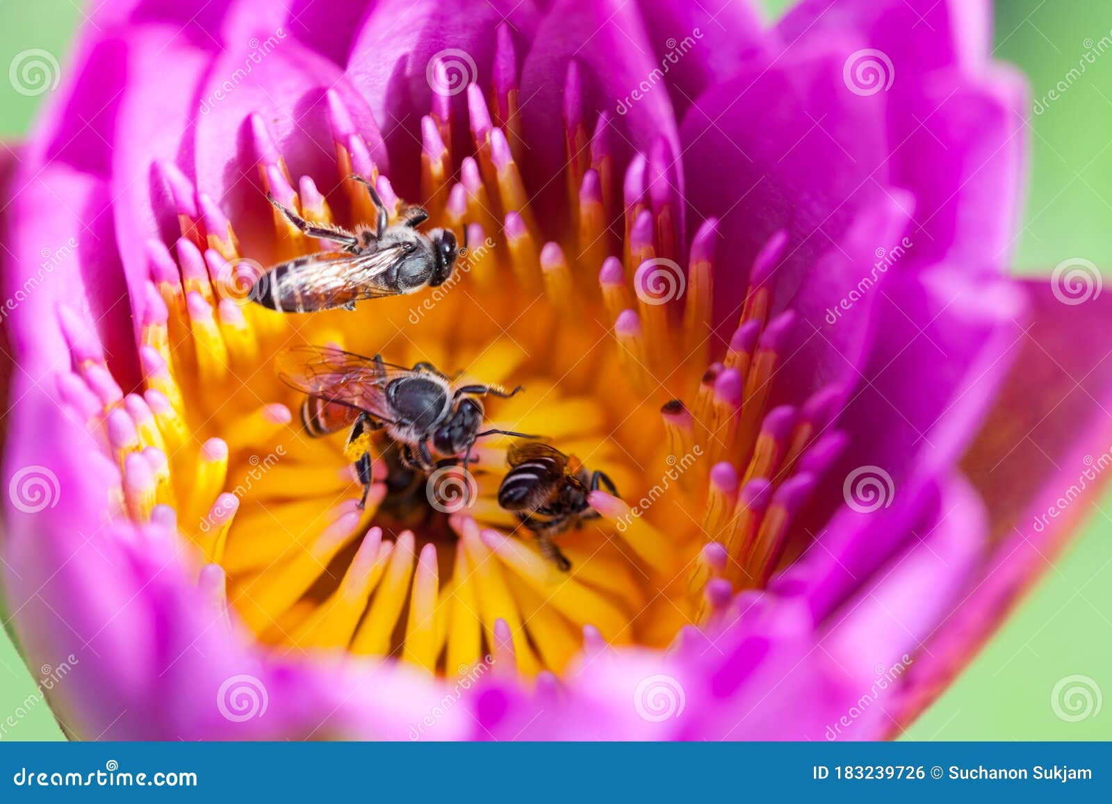 Lotus flower and bee stock photo. Image of flora, garden - 183239726