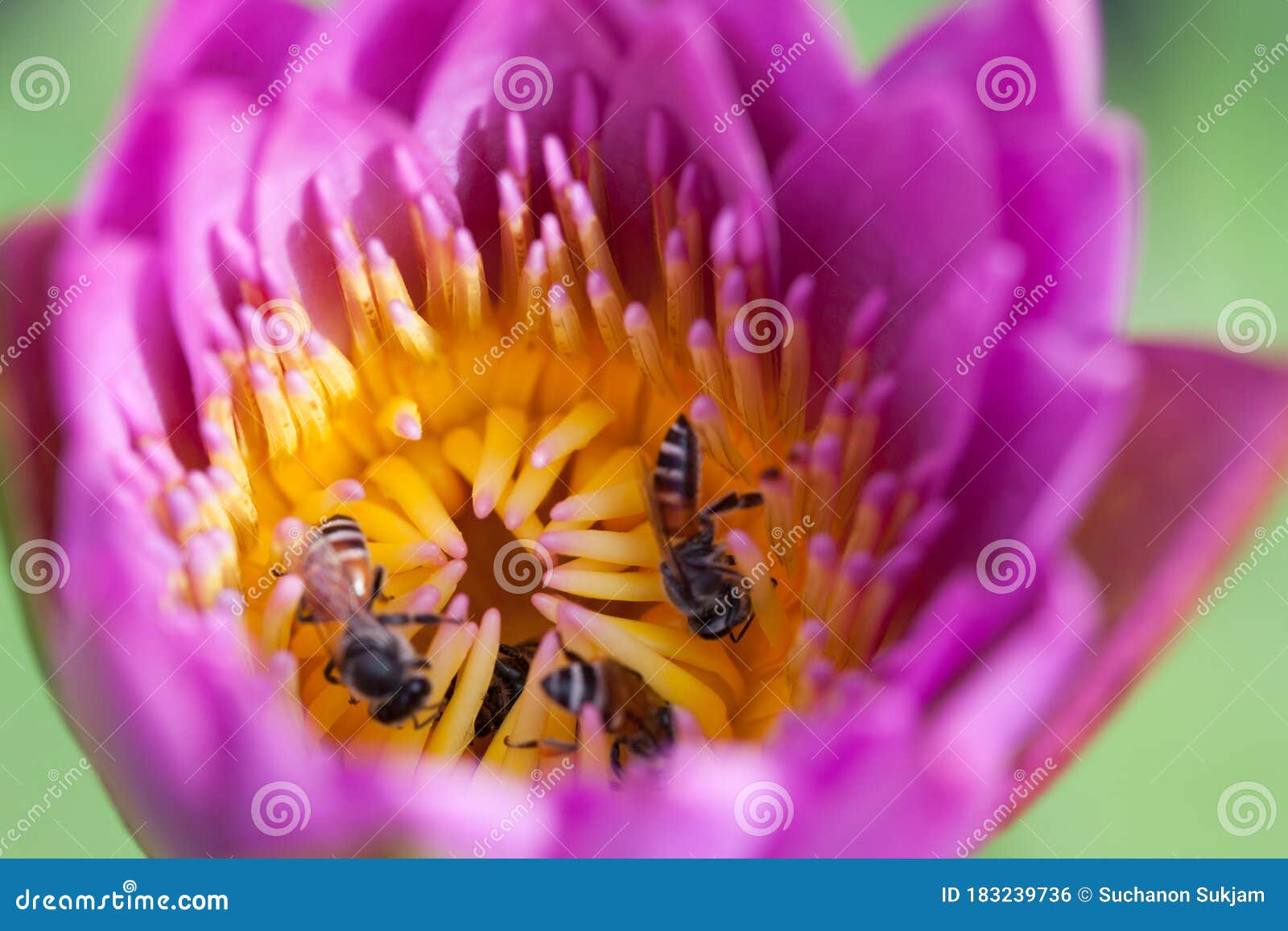 Lotus flower and bee stock photo. Image of macro, beautiful - 183239736