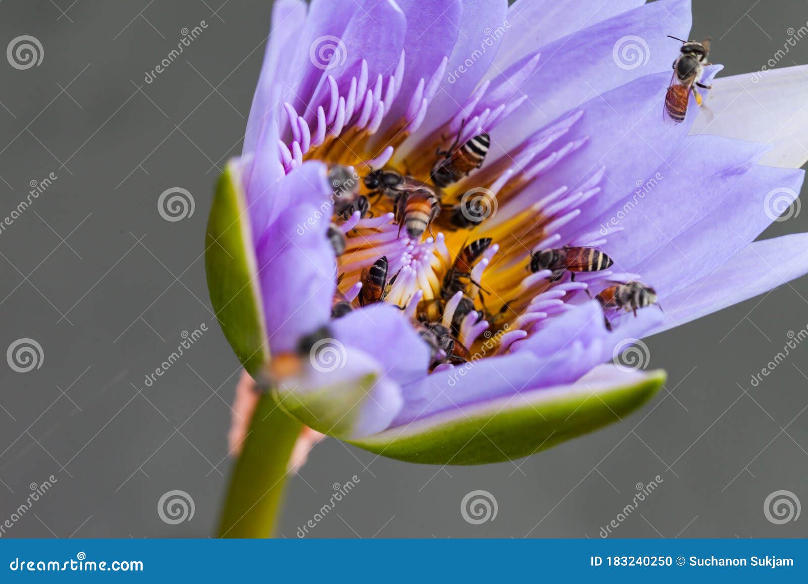 Lotus flower and bee stock photo. Image of green, park - 183240250