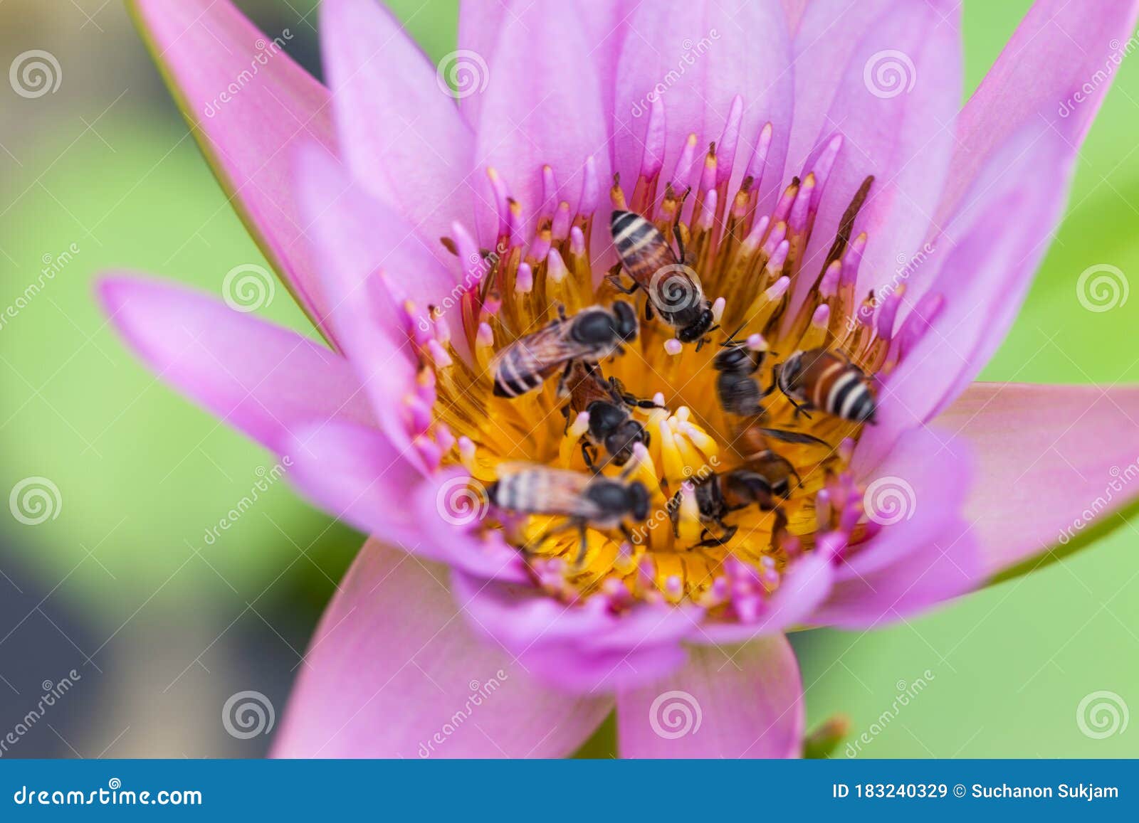 Lotus flower and bee stock image. Image of gardening - 183240329