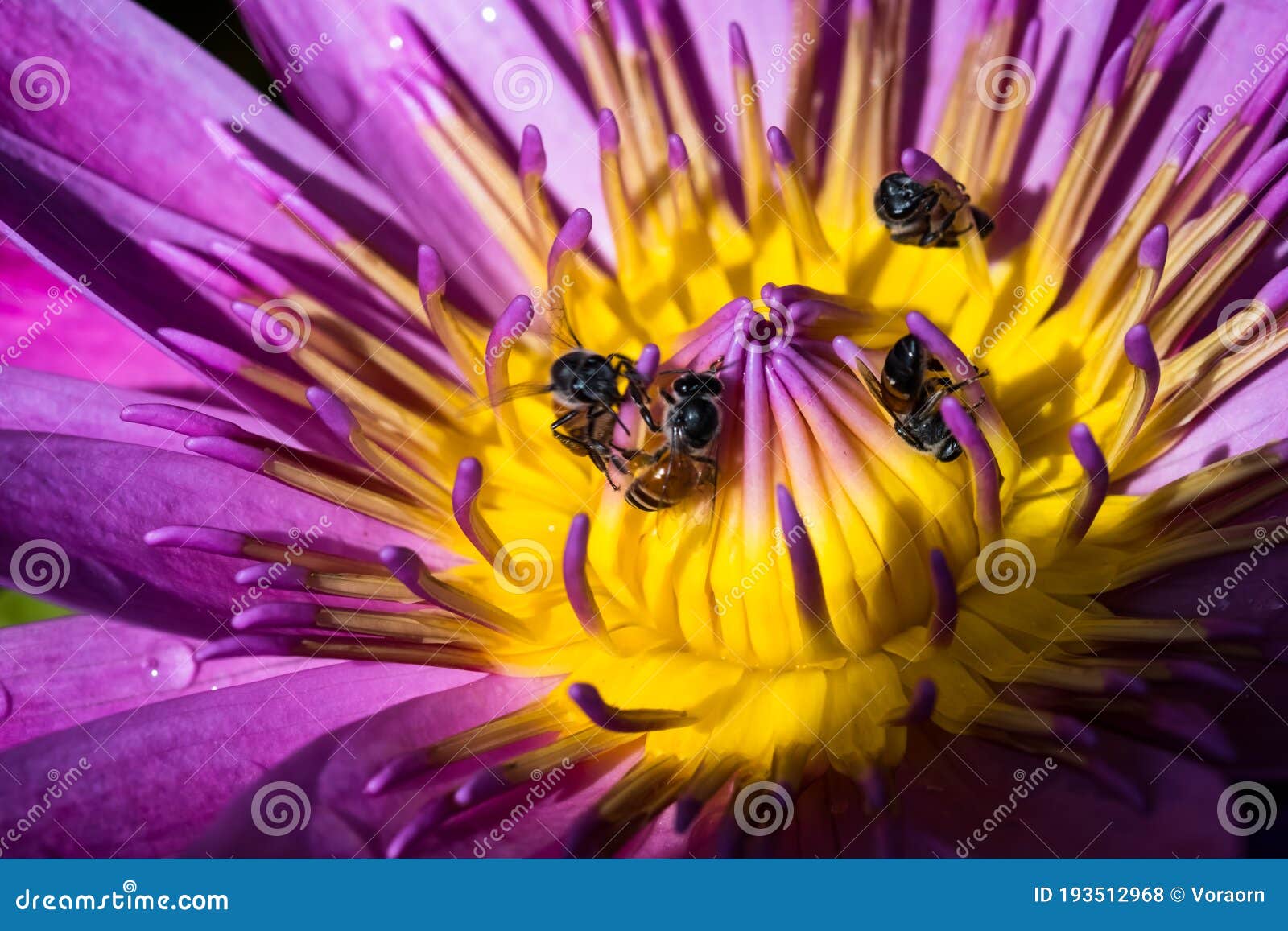 Lotus Flower and bee stock photo. Image of reflection - 193512968