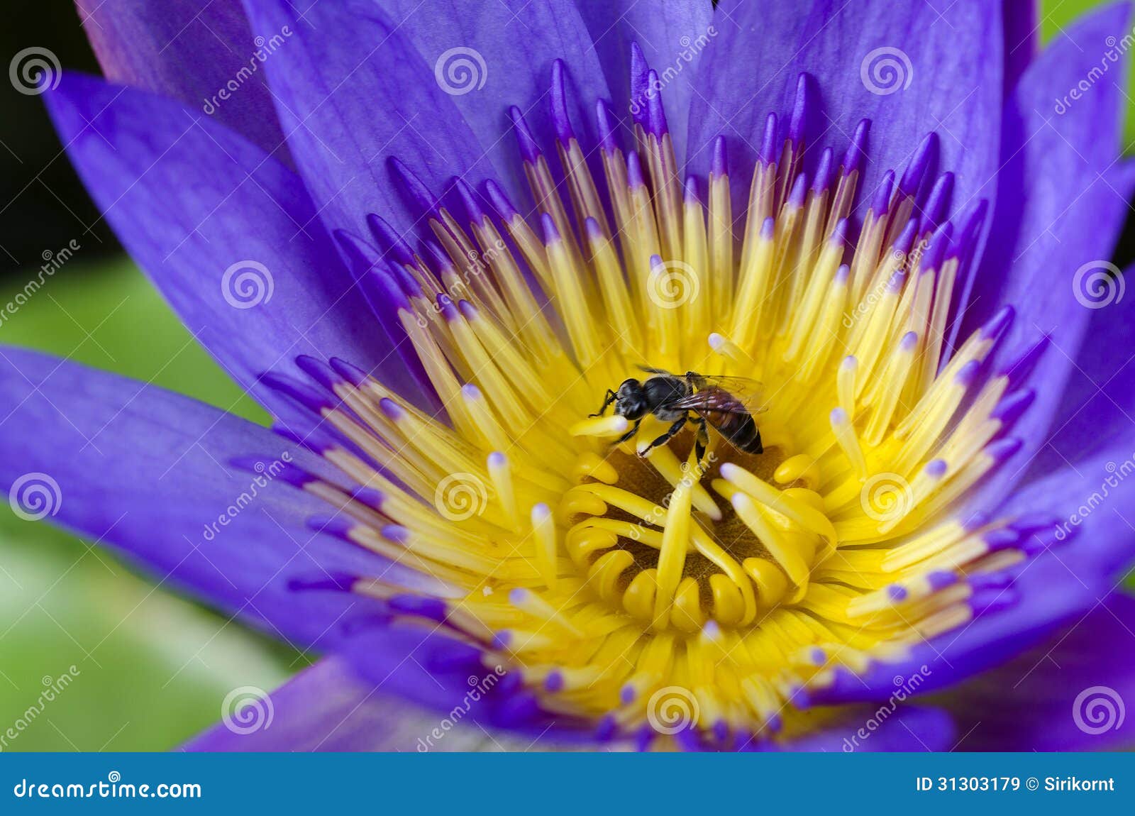 Lotus flower with bee stock image. Image of floating - 31303179
