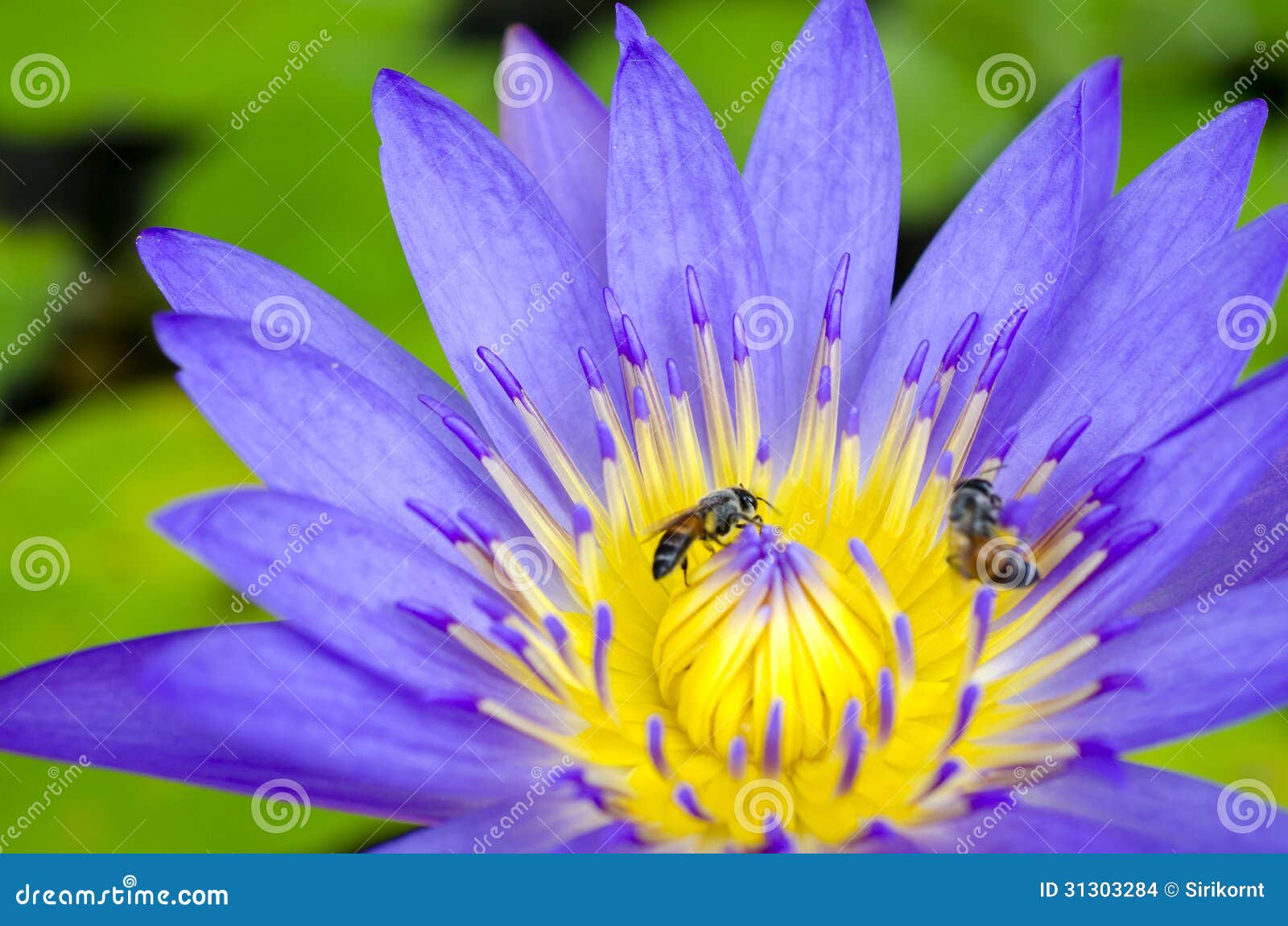 Lotus flower with bee stock photo. Image of nucifera - 31303284