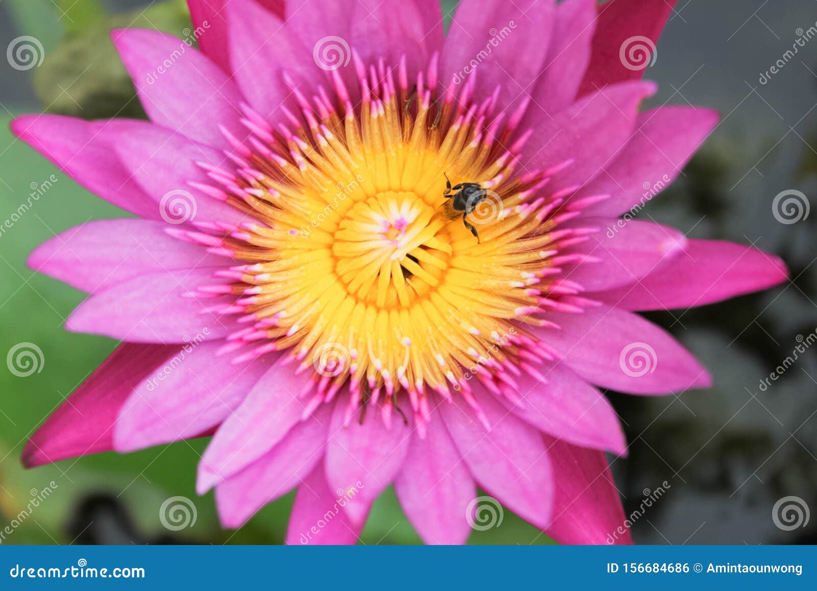 Lotus Flower, Bee in Lotus at Pond Stock Photo - Image of botanical ...